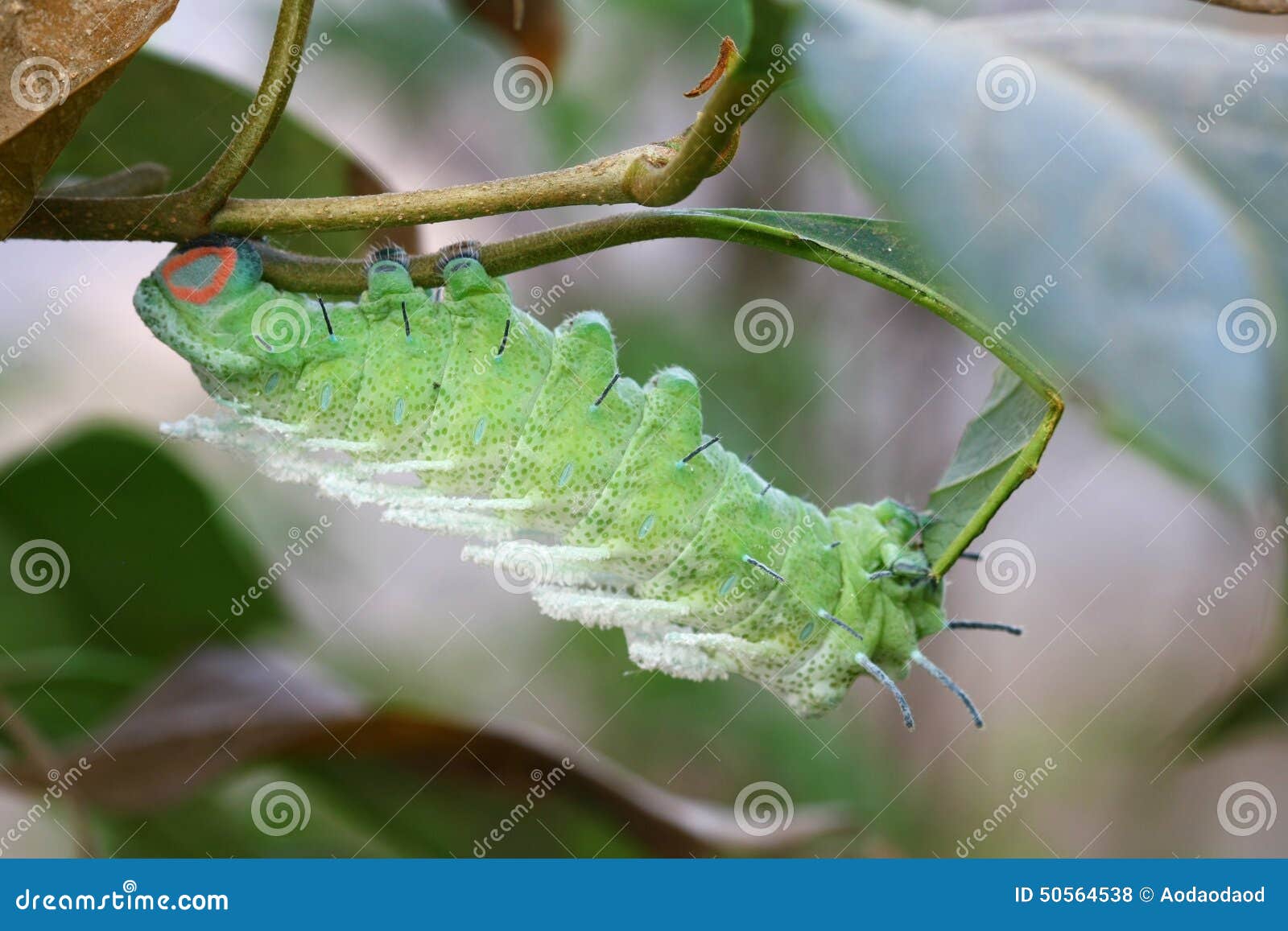 Close Up Butterfly Worm on Tree Stock Photo - Image of metamorphism ...