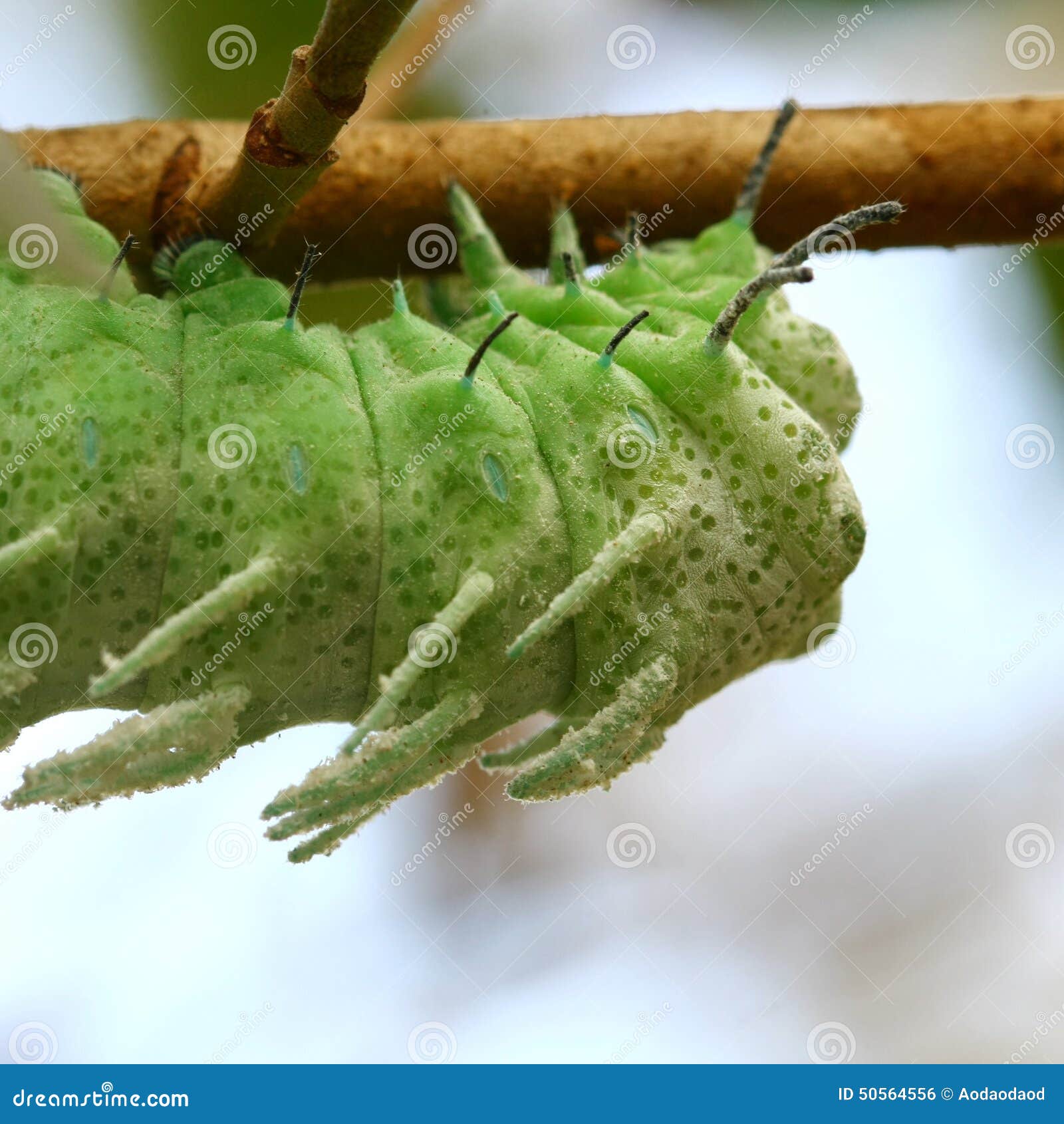 Close Up Butterfly Worm on Tree Stock Photo - Image of life ...