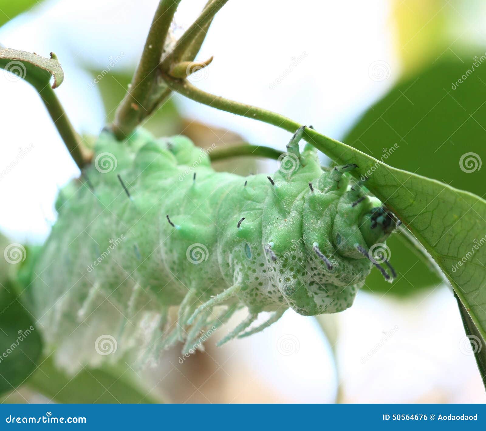 Close Up Butterfly Worm on Tree Stock Photo - Image of papilio ...