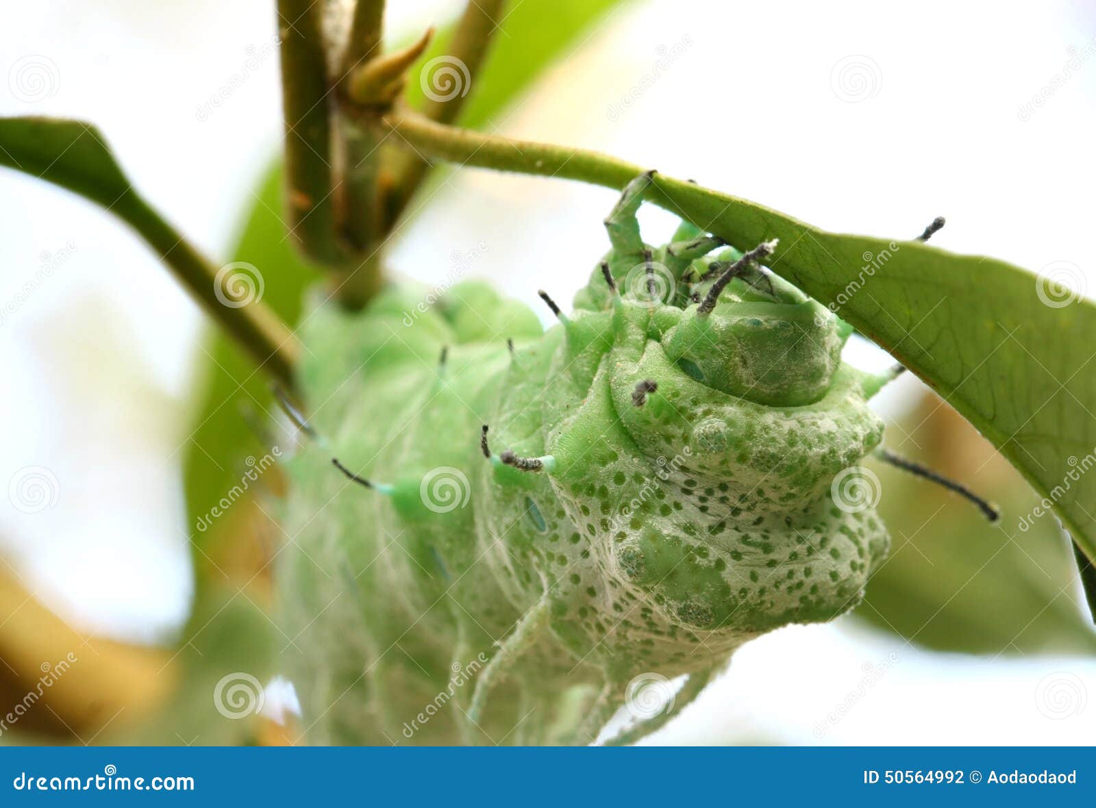 Close Up Butterfly Worm on Tree Stock Photo - Image of macro, growth ...