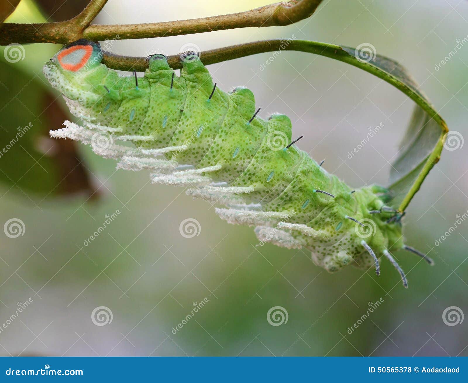 Close Up Butterfly Worm on Tree Stock Photo - Image of moth, background ...