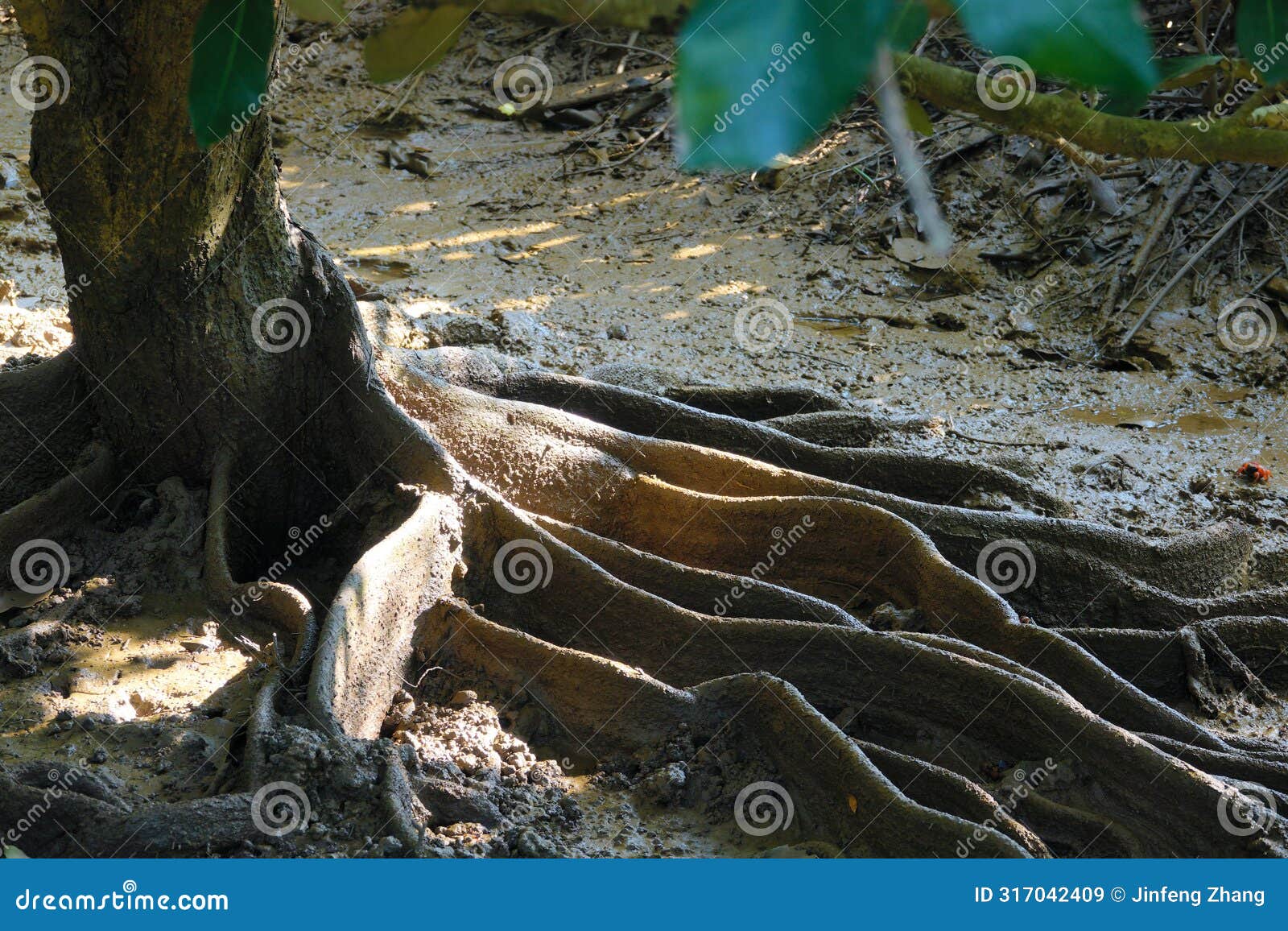 Buttress Roots Of Tall Tree Royalty-Free Stock Image | CartoonDealer ...