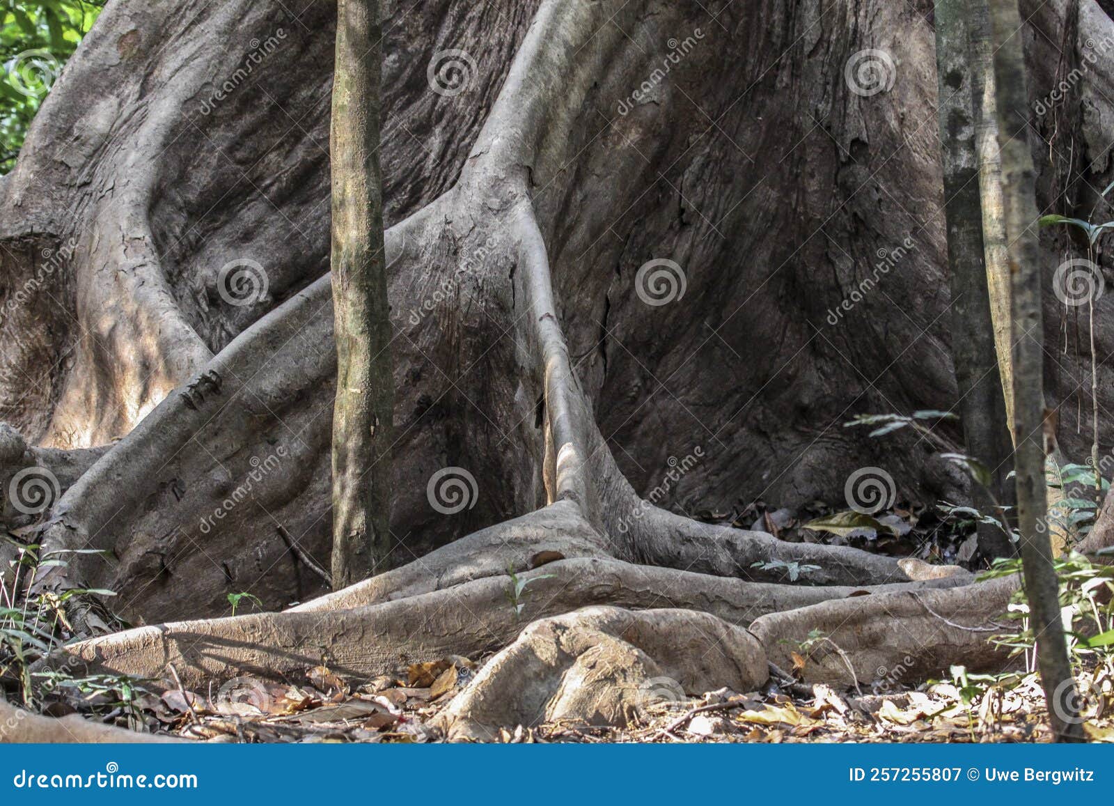Close-up of Buttress Roots of a Rainforest Tree, Amazon Rainforest ...