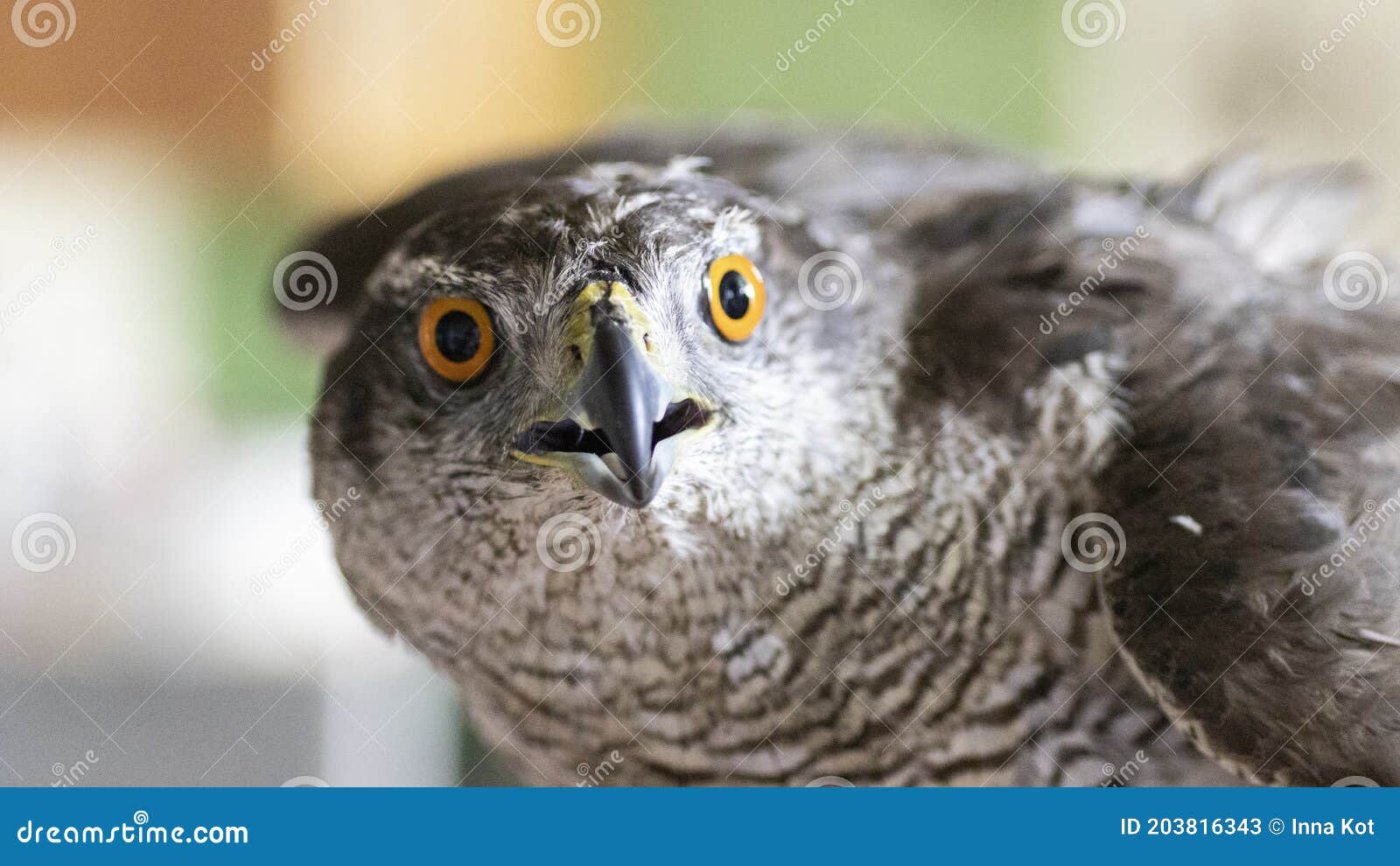 Close-up from a Buzzard Which is Looking To the Camera Eagle Eyes Stock ...