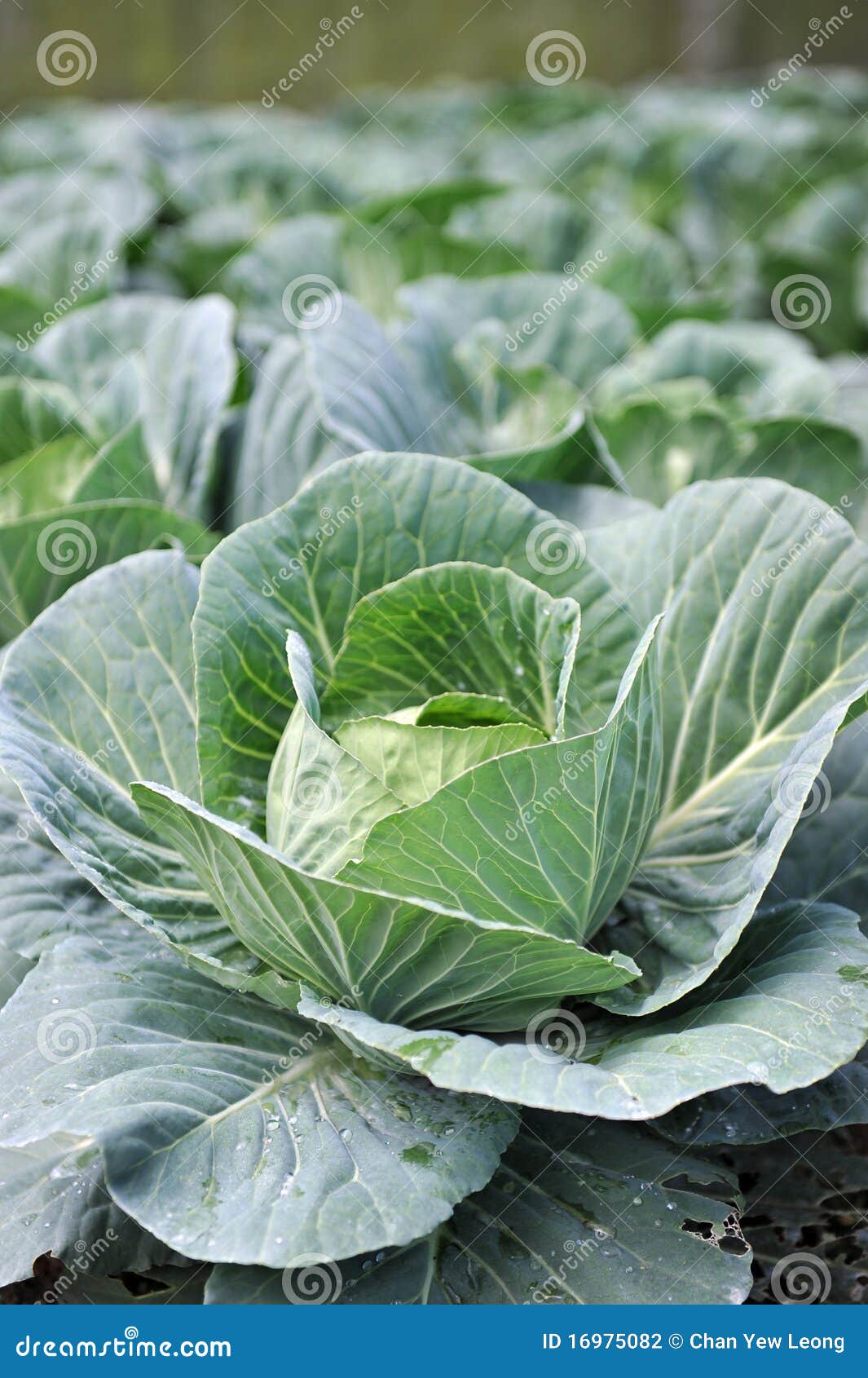 Close up of cabbage stock photo. Image of agriculture - 16975082
