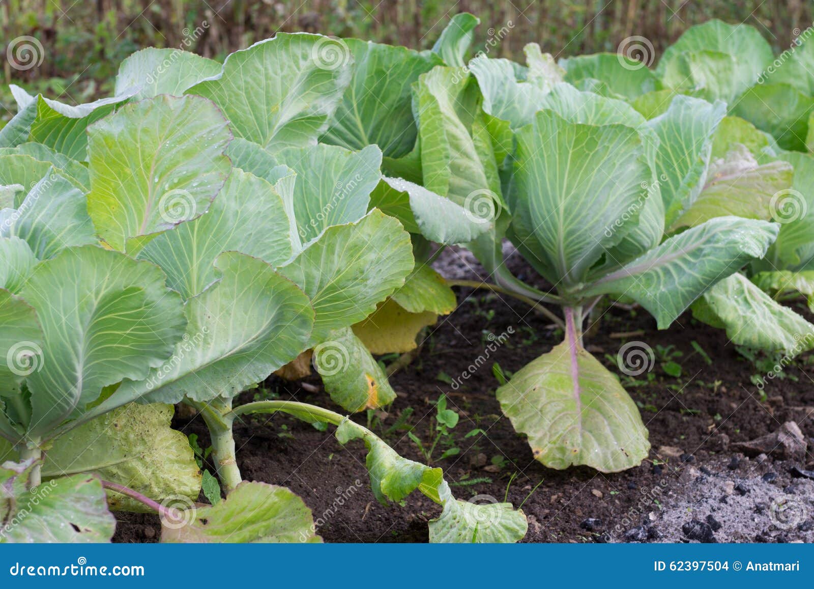 Close-up of a Cabbage with Drops of Water on Leaves. Stock Photo ...
