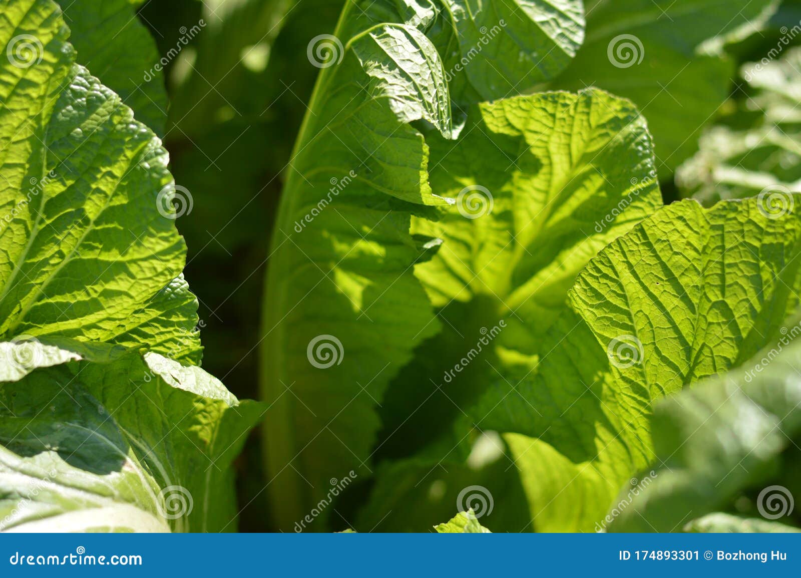 A Close-up of the Cabbage in the Field Stock Image - Image of botanic ...