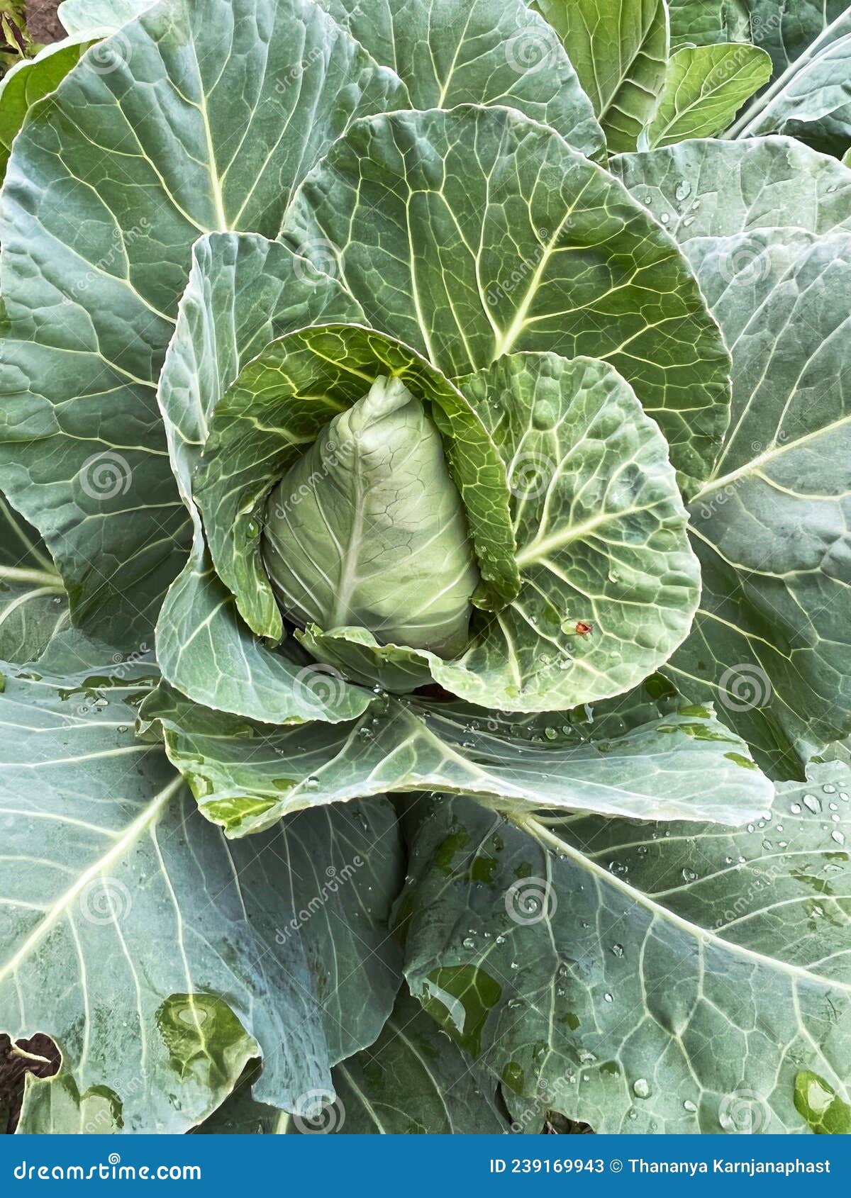 Close up of cabbage stock image. Image of garden, cabbage - 239169943