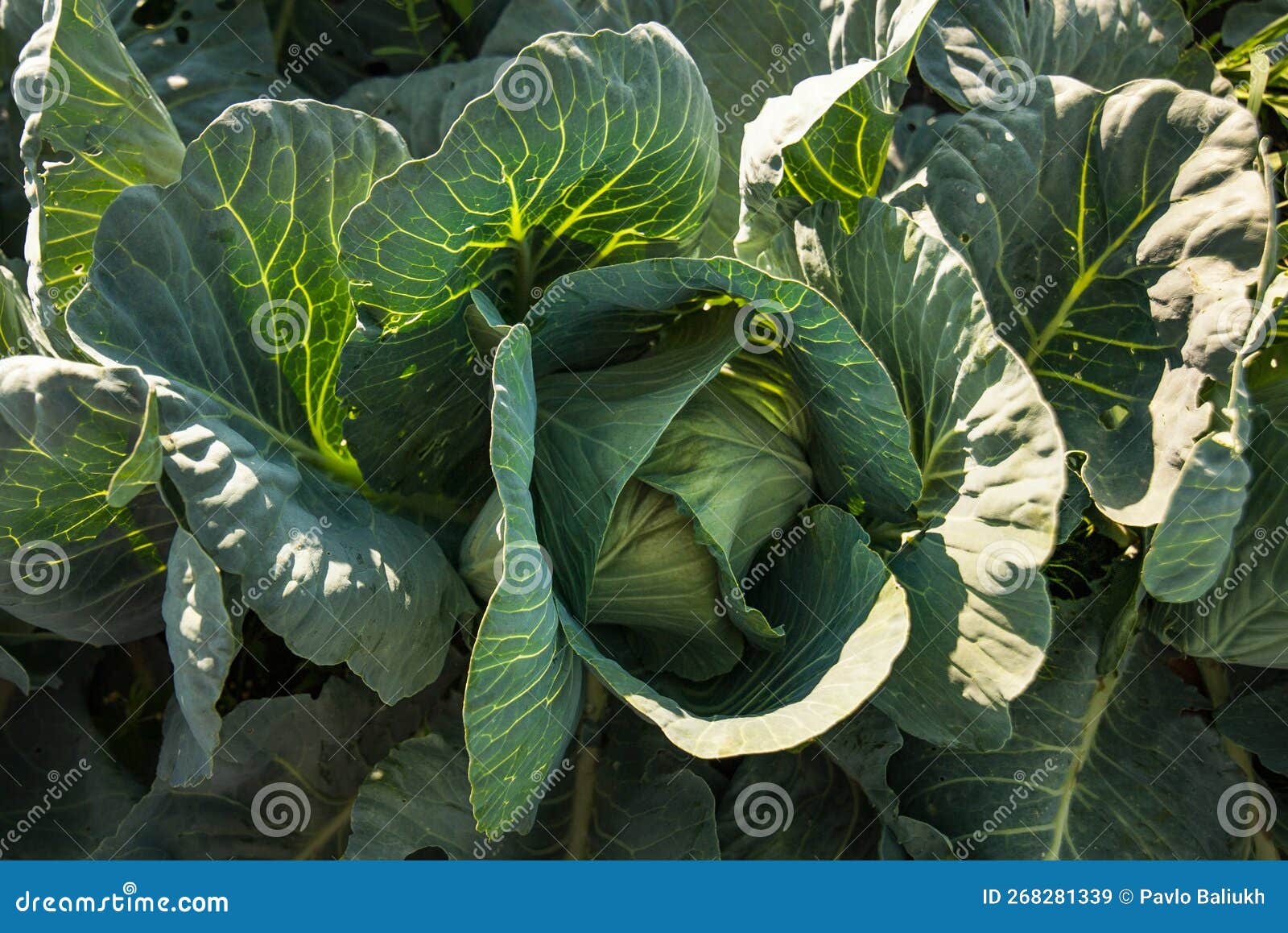 Cabbage Leaves, Cob, Cabbage Plantations, Agriculture Stock Image ...