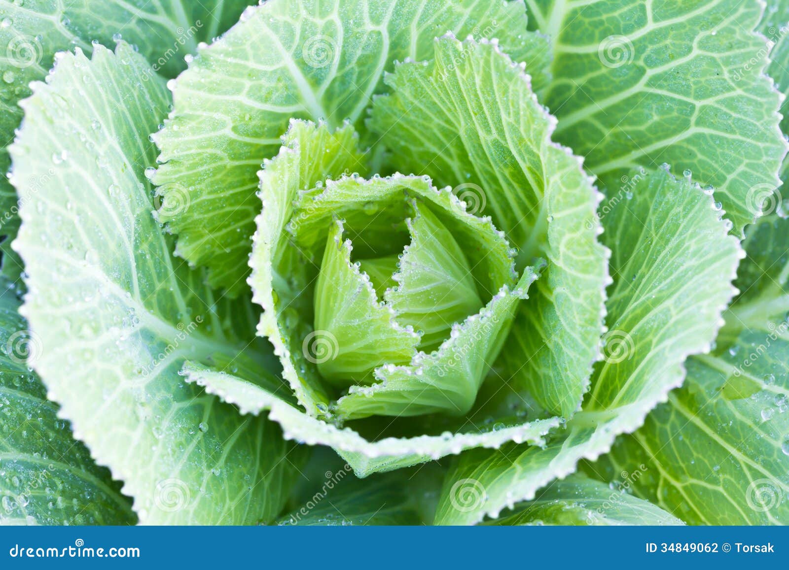 Close up cabbage vegetable stock photo. Image of land - 34849062
