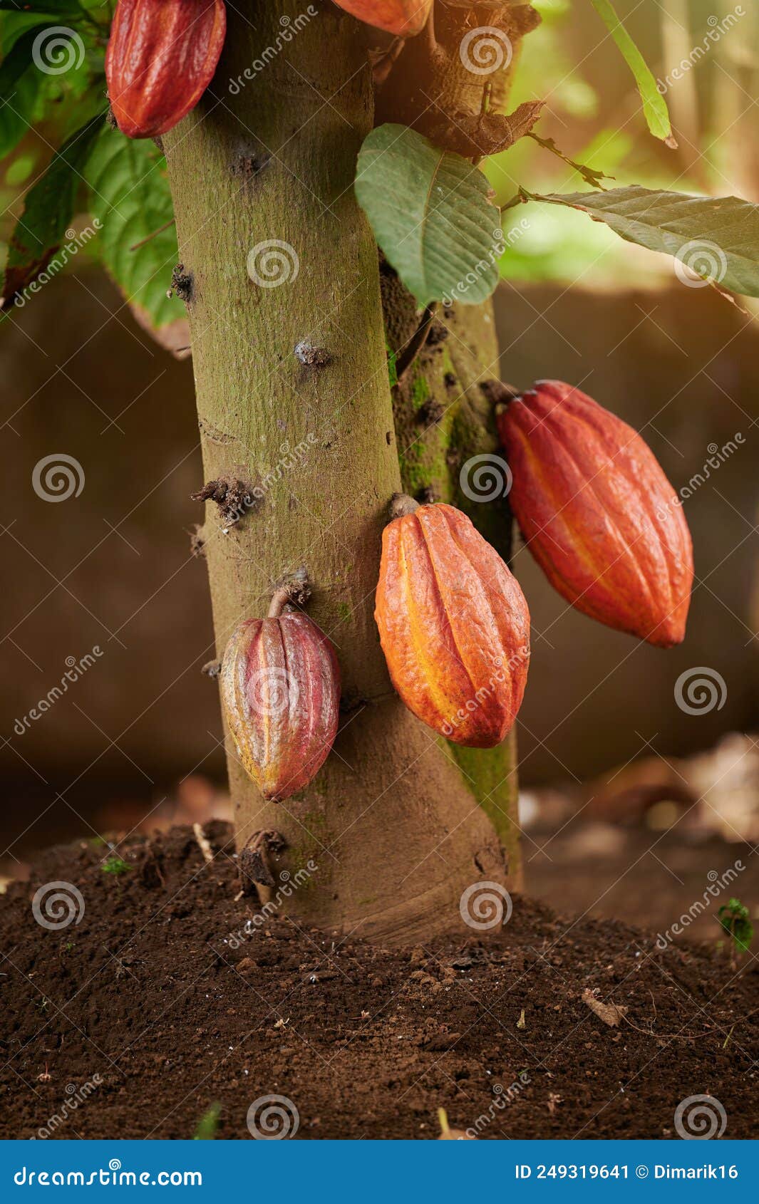 Close Up of Cacao Tree on Ground Stock Image - Image of light, hanging ...