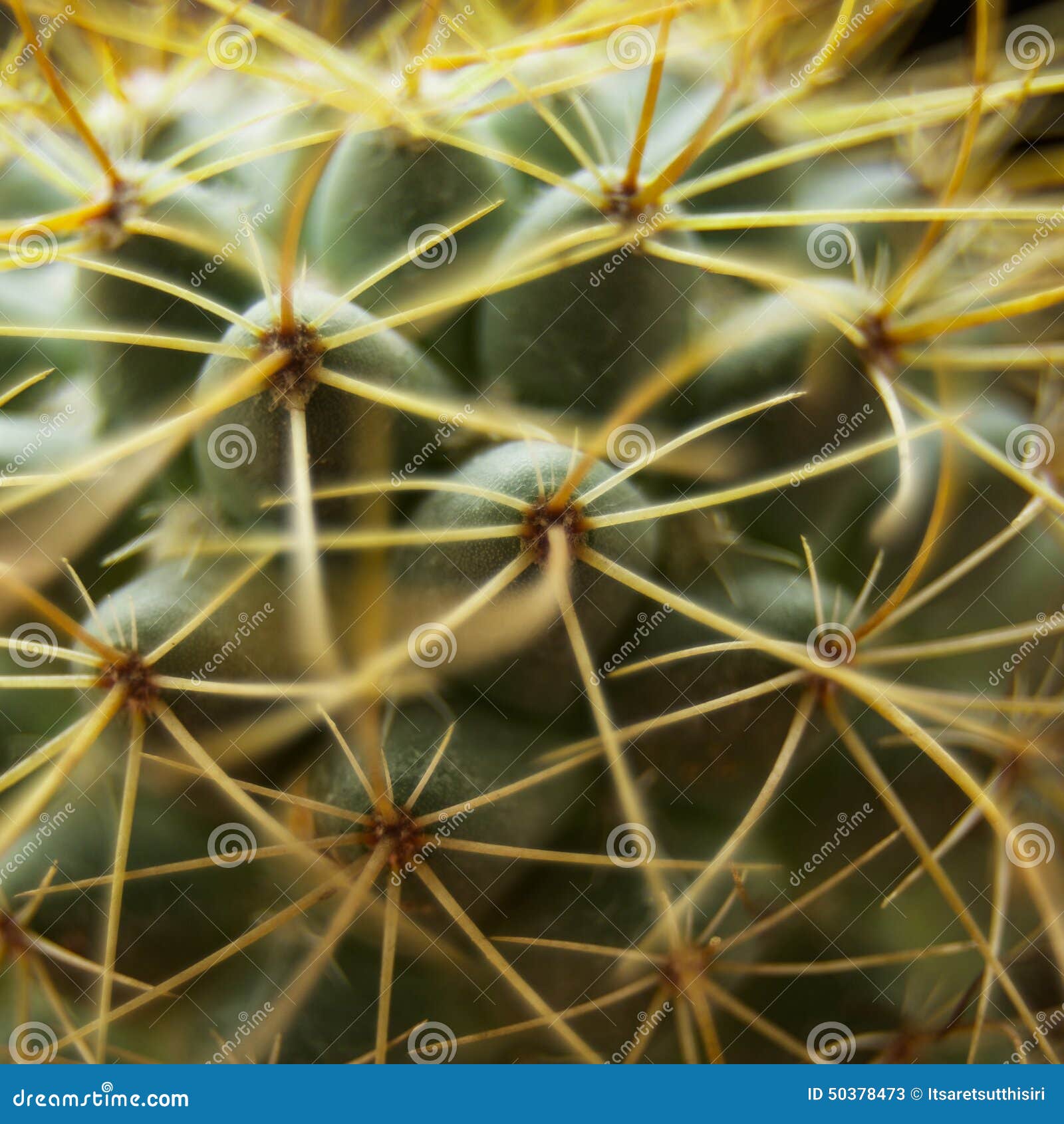 Close up cactas stock image. Image of grow, decoration - 50378473