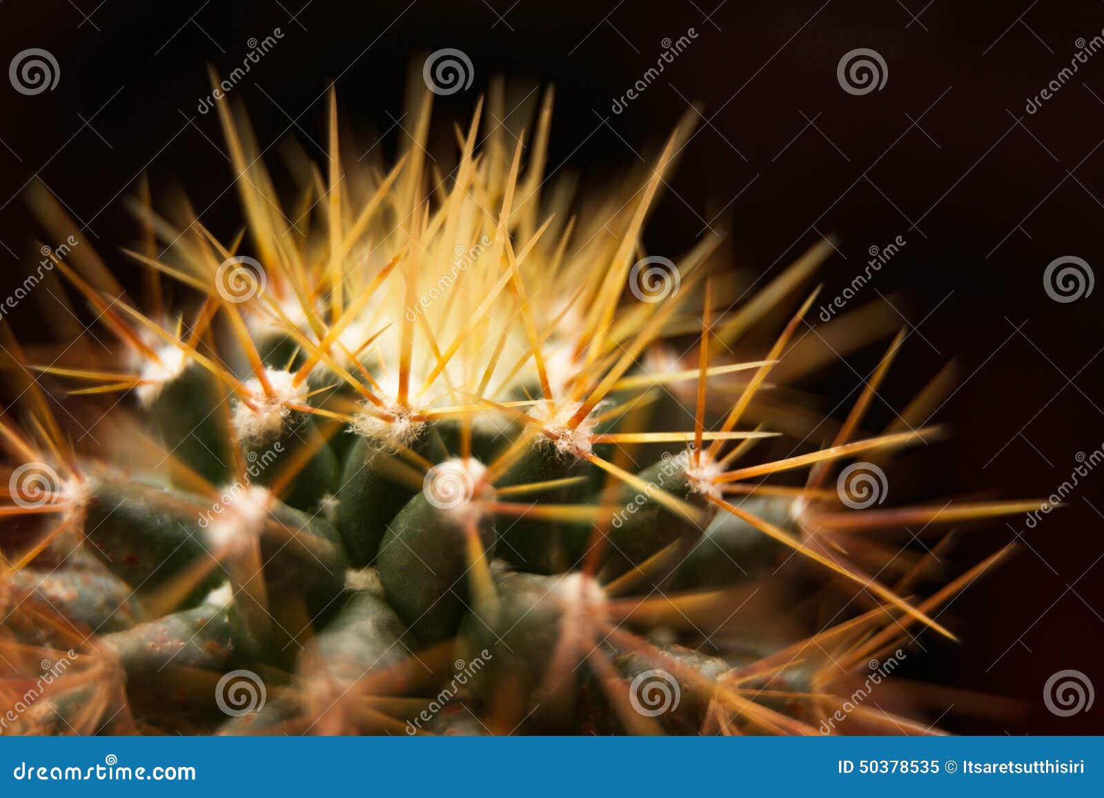 Close up cactas stock image. Image of nature, natural - 50378535