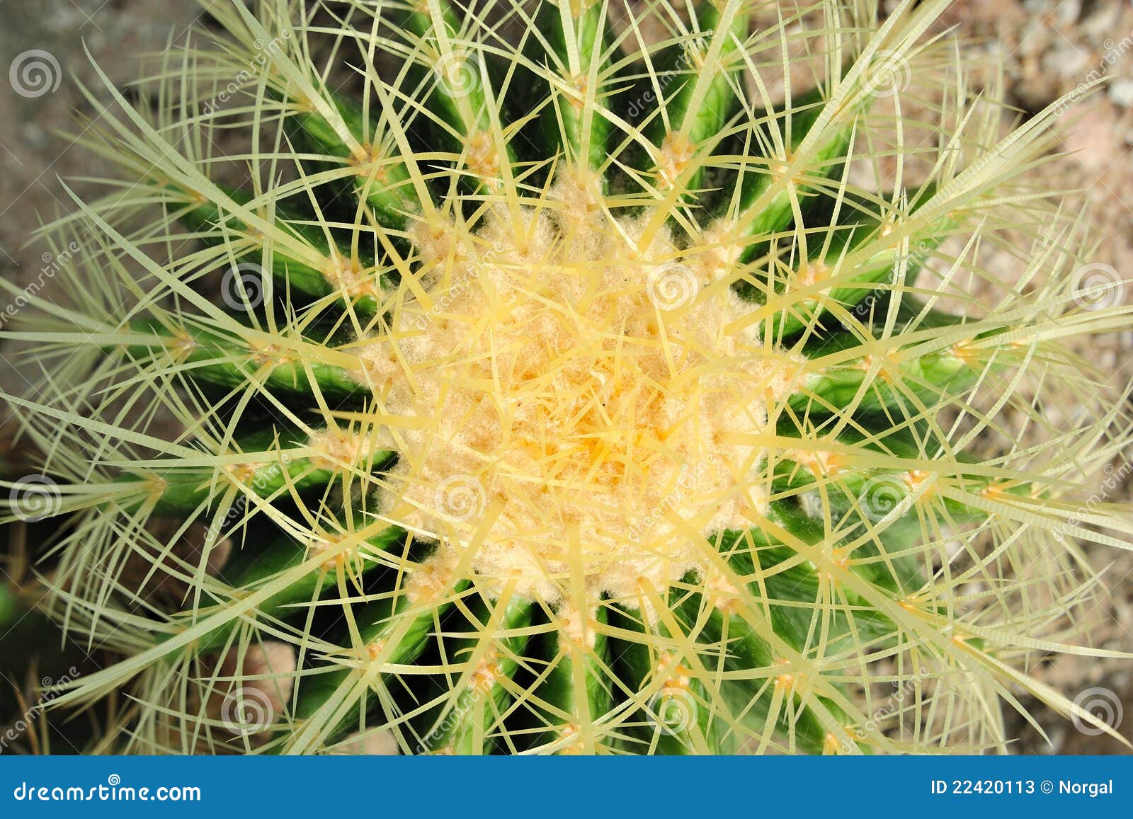 Close up cactus stock image. Image of nature, farm, macro - 22420113