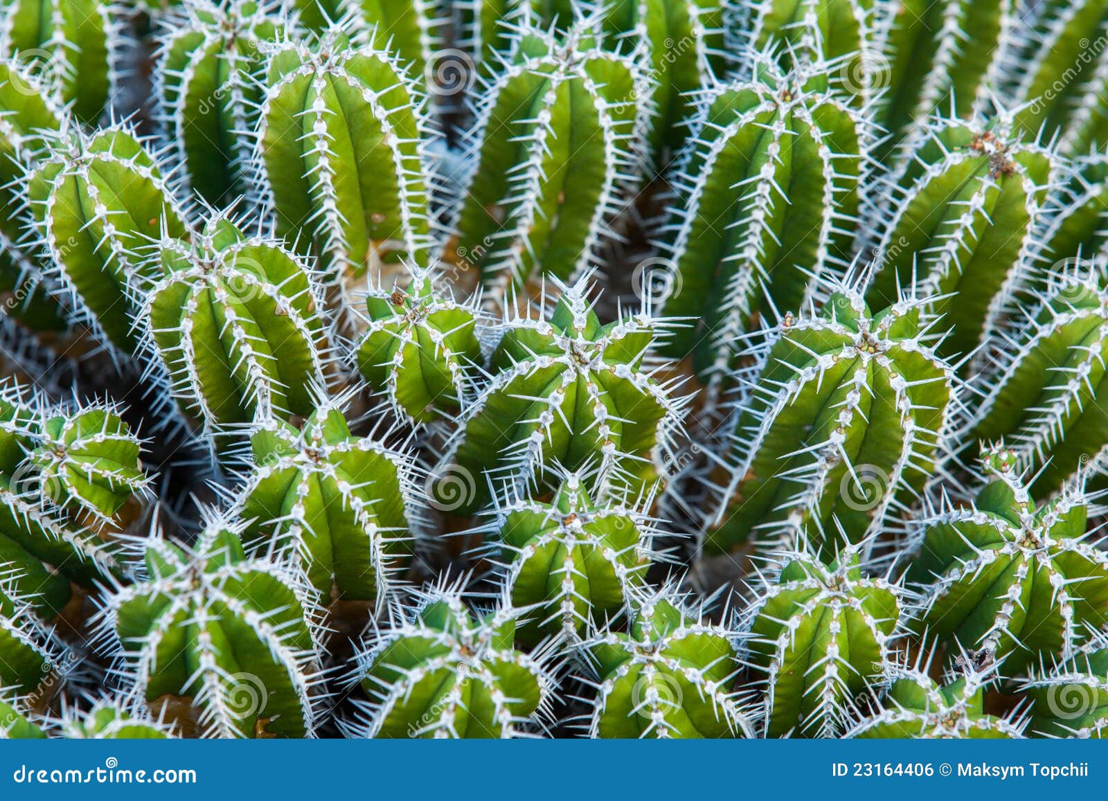 Close-up cactus stock photo. Image of agriculture, decoration - 23164406