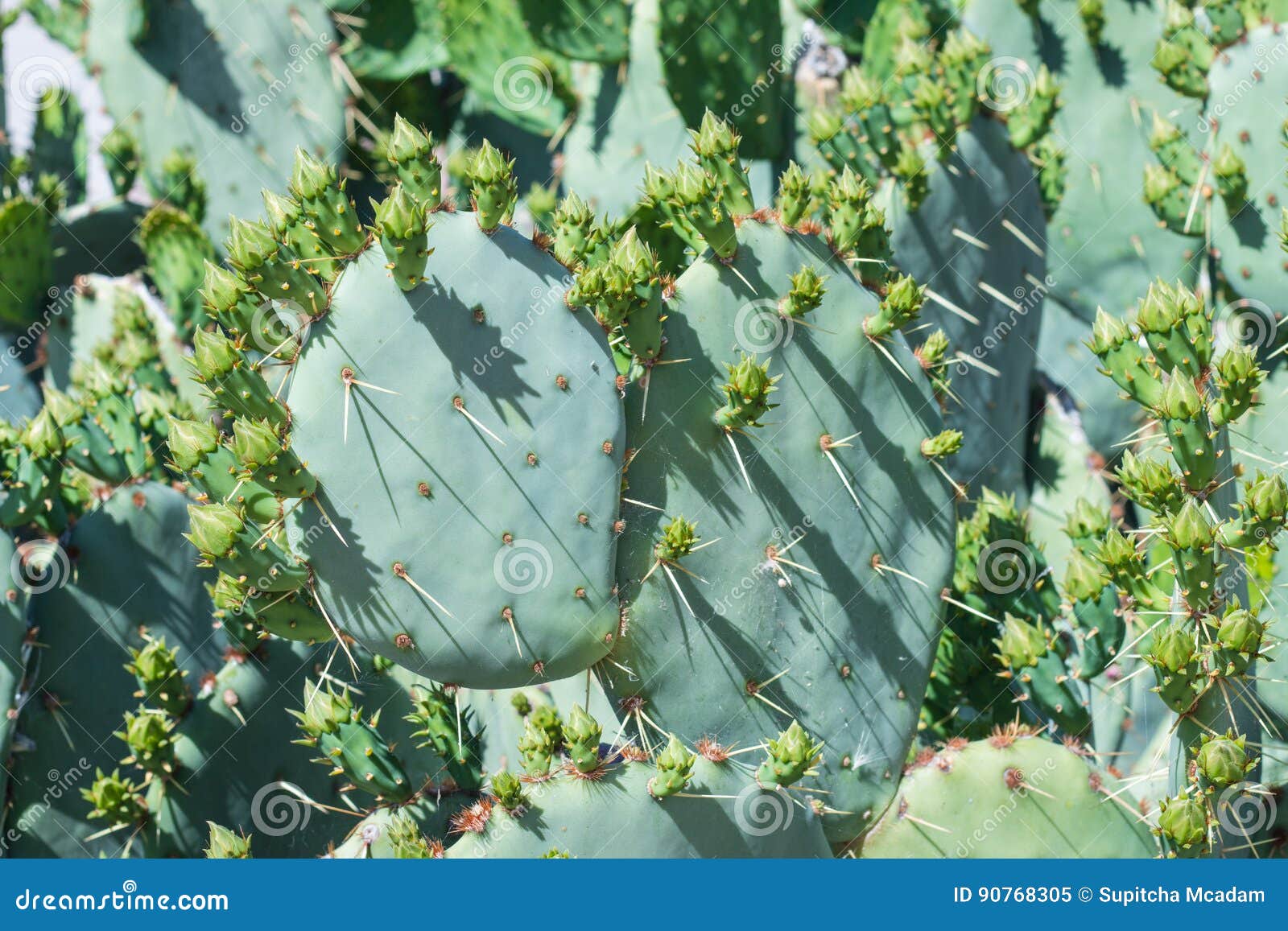 Close Up of Cactus Buds in Desert. Stock Image - Image of america ...