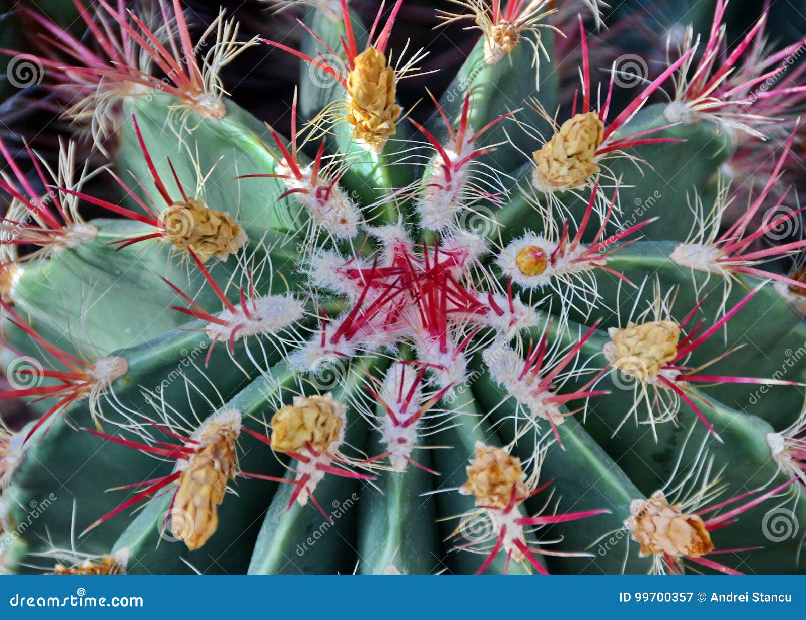 Cactus stock image. Image of biology, prickly, background - 99700357