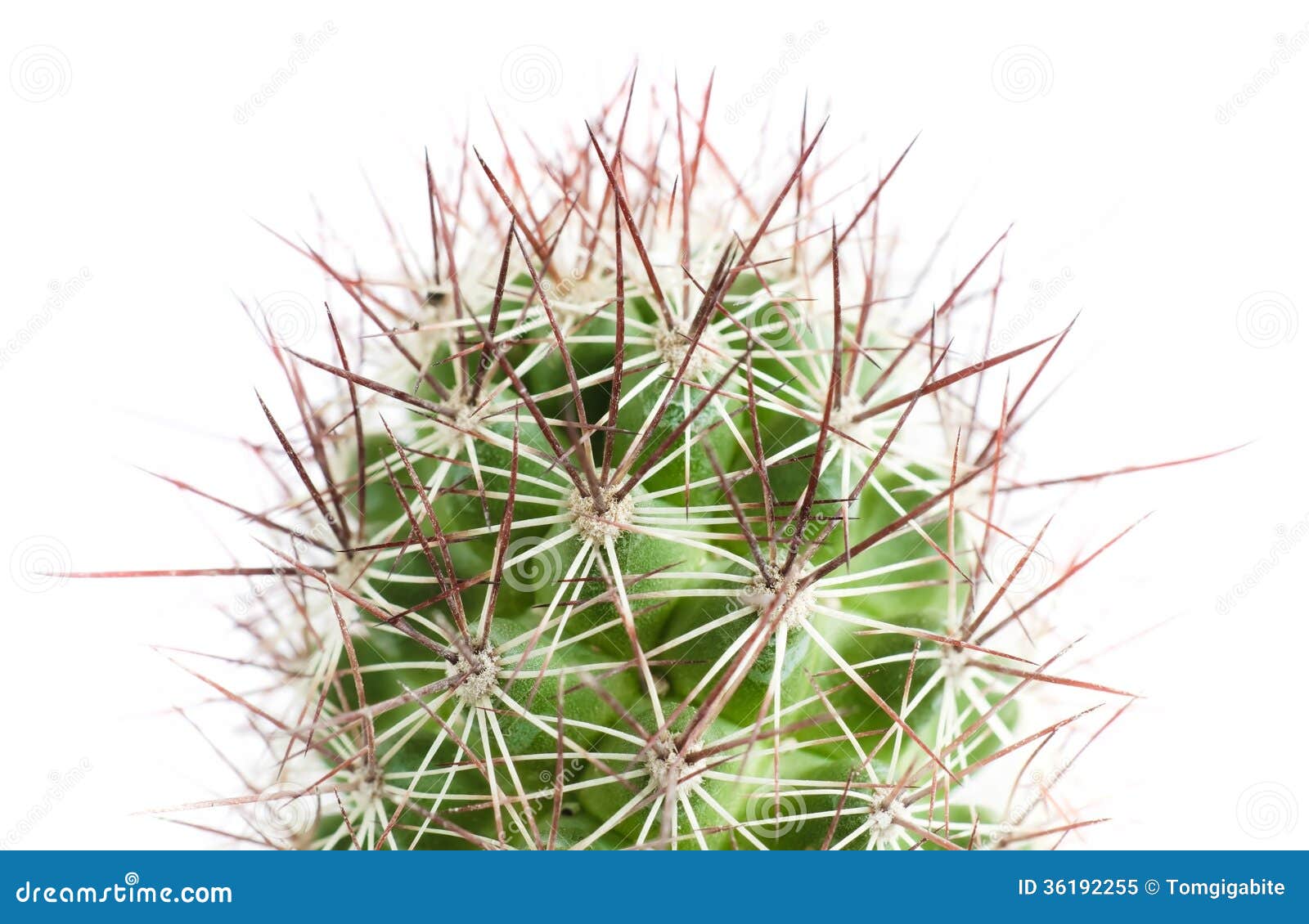 Close up of Cactus stock image. Image of blurred, green - 36192255