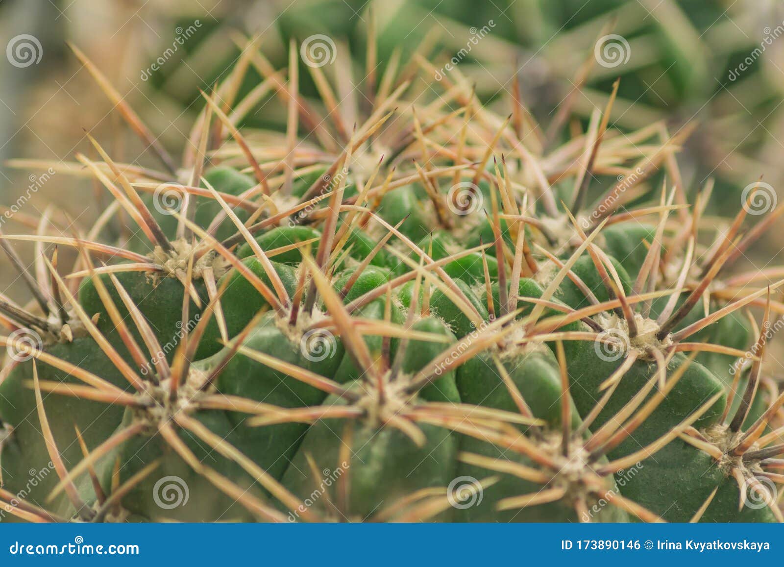 Close Up of Cactus with Long Sgarp Needles Stock Photo - Image of ...