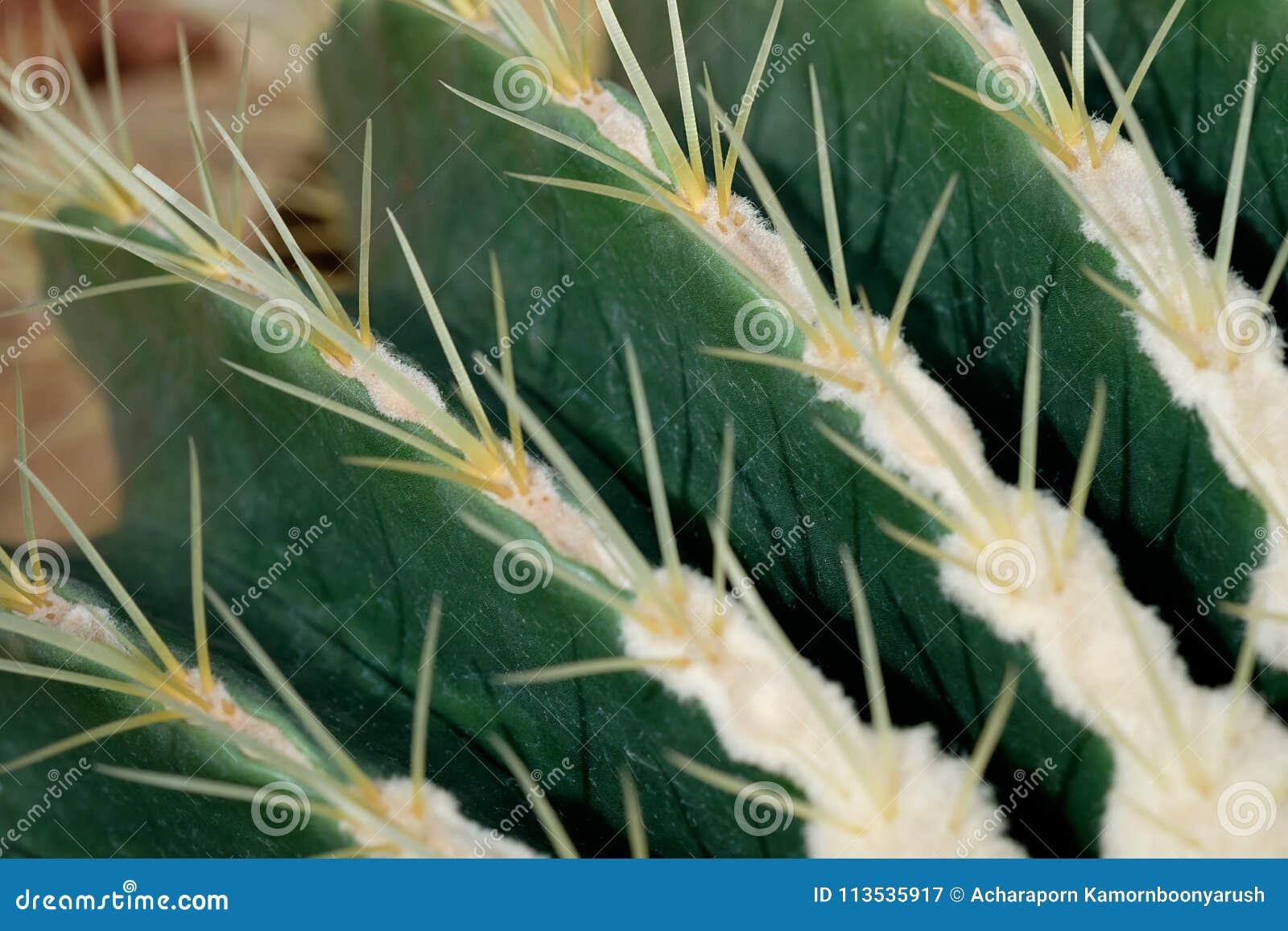 Cactus with long thorns. stock image. Image of beautiful - 113535917