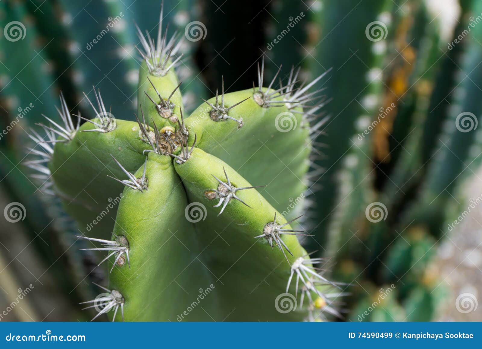 Close Up of Cactus with Long Thorns Stock Image - Image of close ...