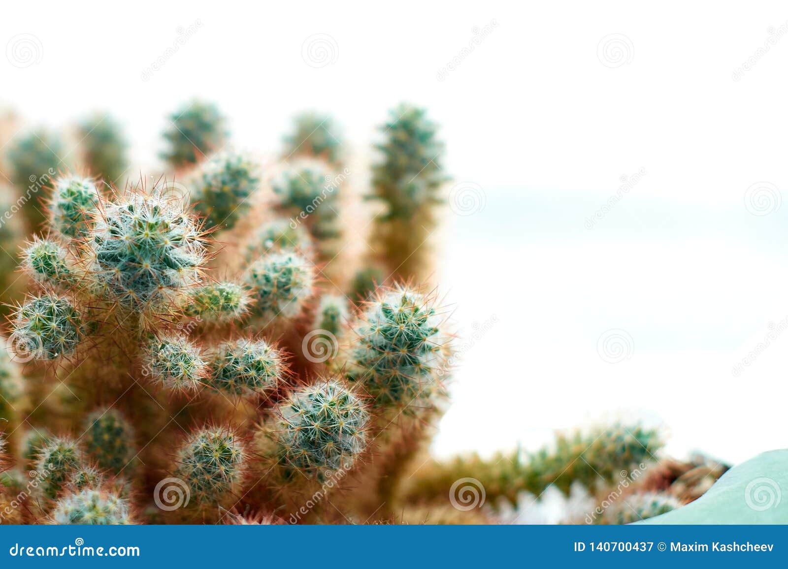 A Close Up Cactus Plan. Background Stock Image - Image of detail ...