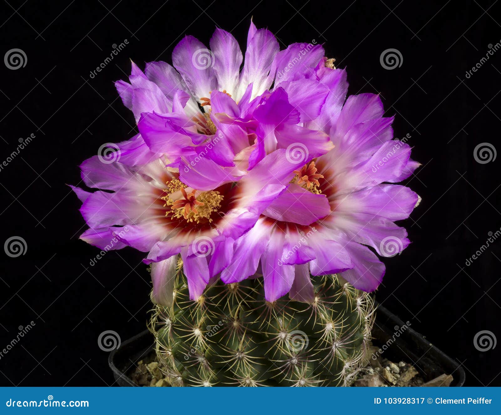 Cactus In A Pot Isolated On A Black Background Stock Image Image Of