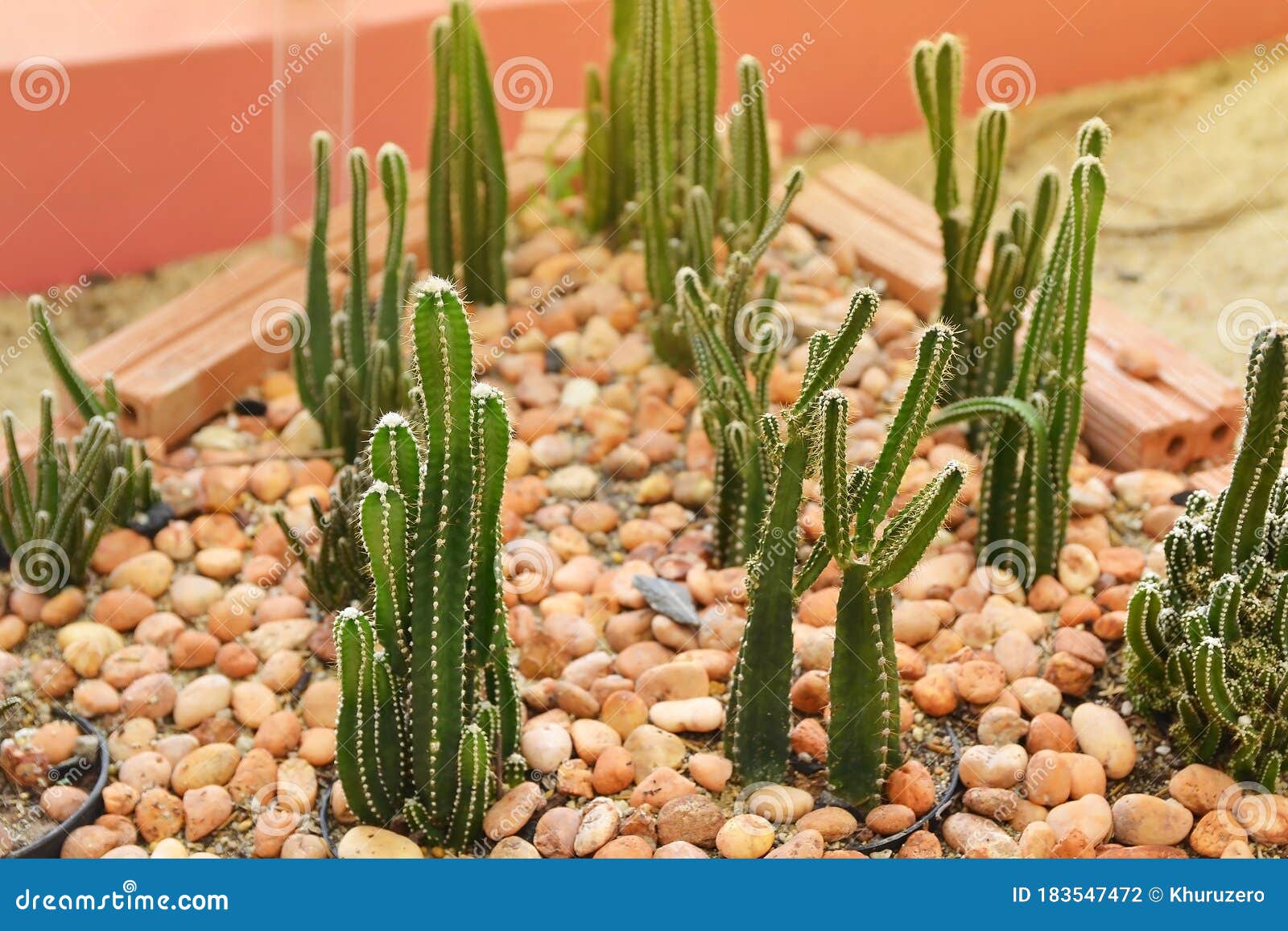 Close Up Cactus in Sand and Stone Stock Photo - Image of summer, desert ...