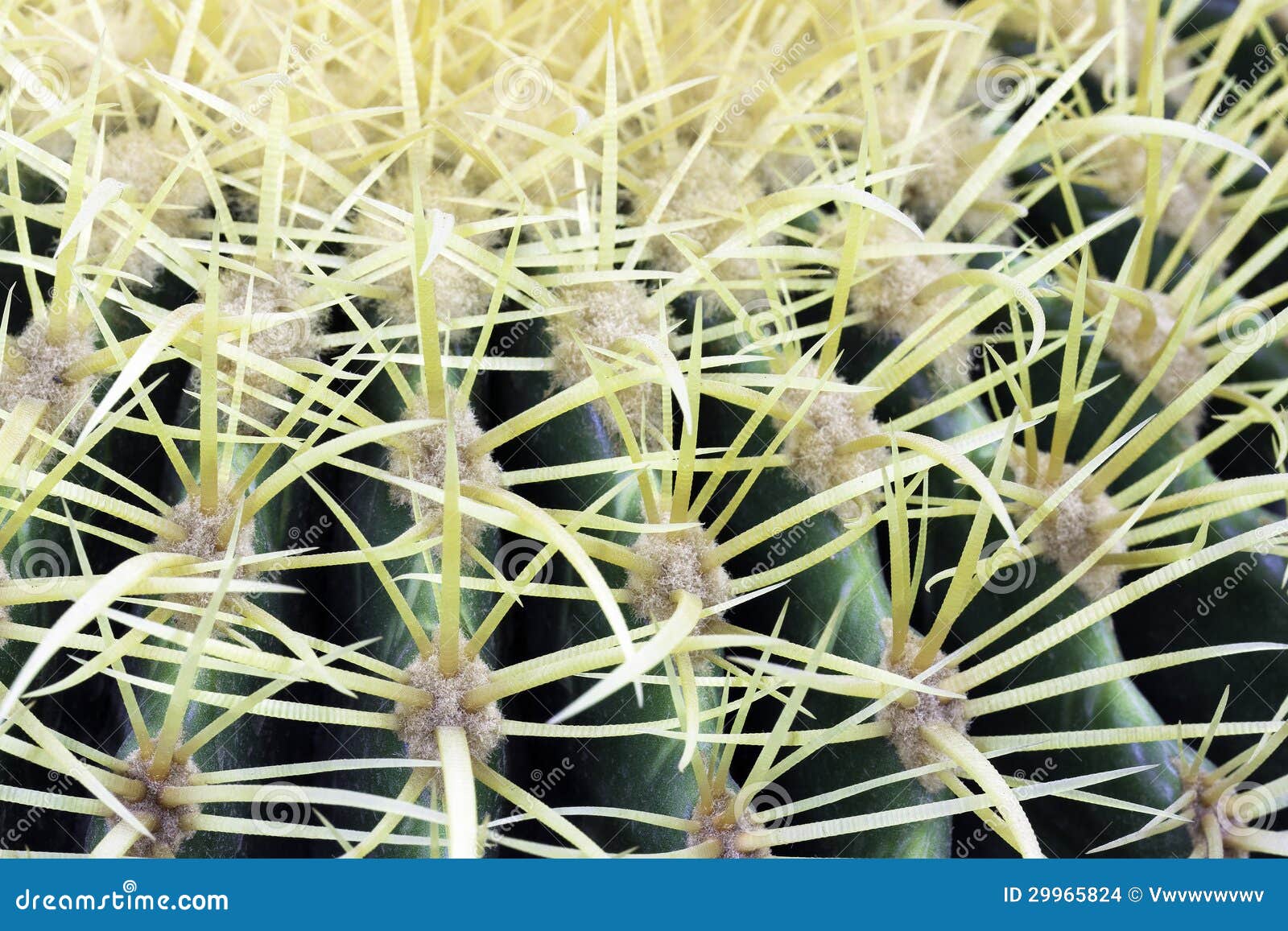 Cactus stock photo. Image of green, pointed, spine, plant - 29965824