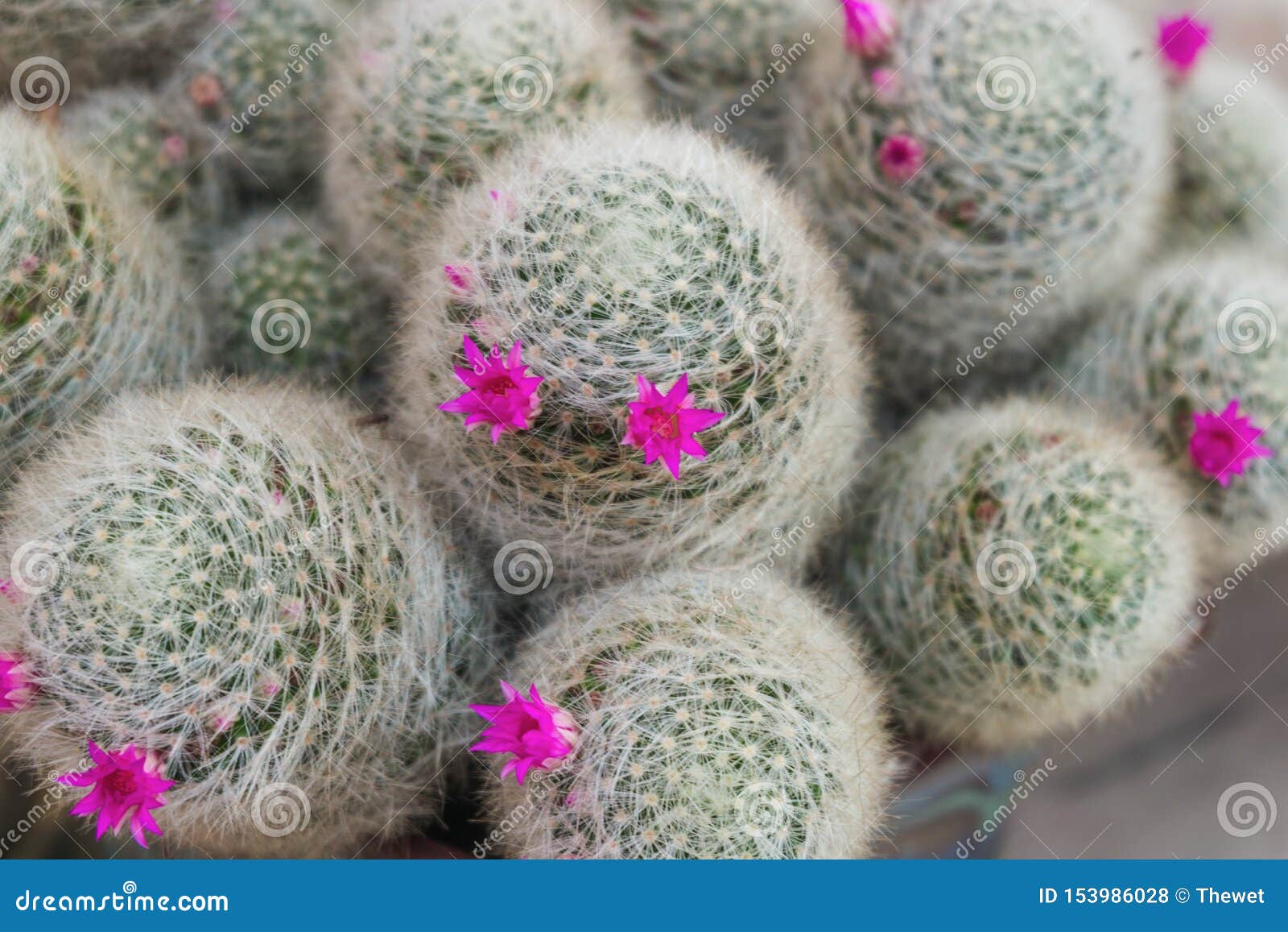Close Up Cactus with Small Pink Flower Stock Photo - Image of botany ...
