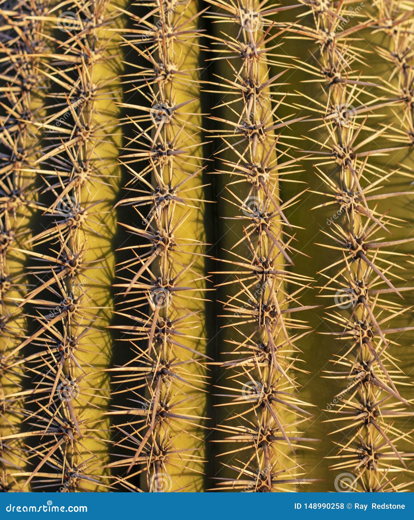 Close up of Cactus Spines stock photo. Image of close - 148990258