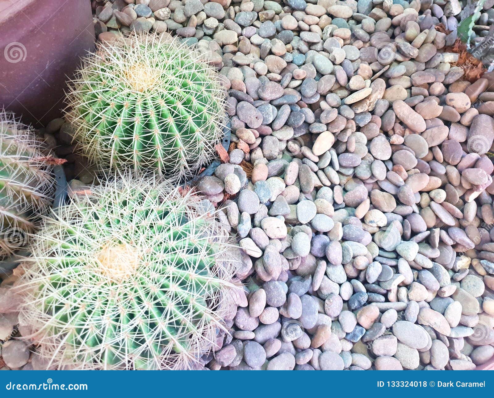 Close Up of Cactus on Stone Background. Stock Photo - Image of garden ...