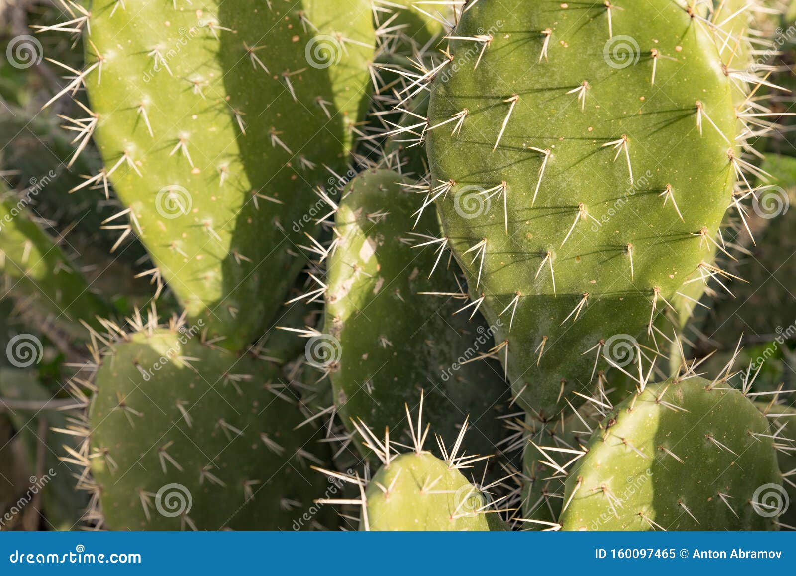 Close Up Cactus Texture Background Stock Image - Image of natural ...