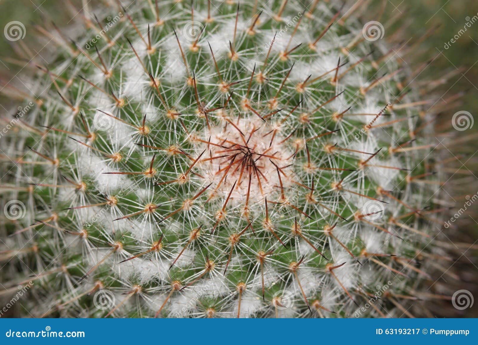 Close Up of Cactus Texture Background Stock Image - Image of desert ...