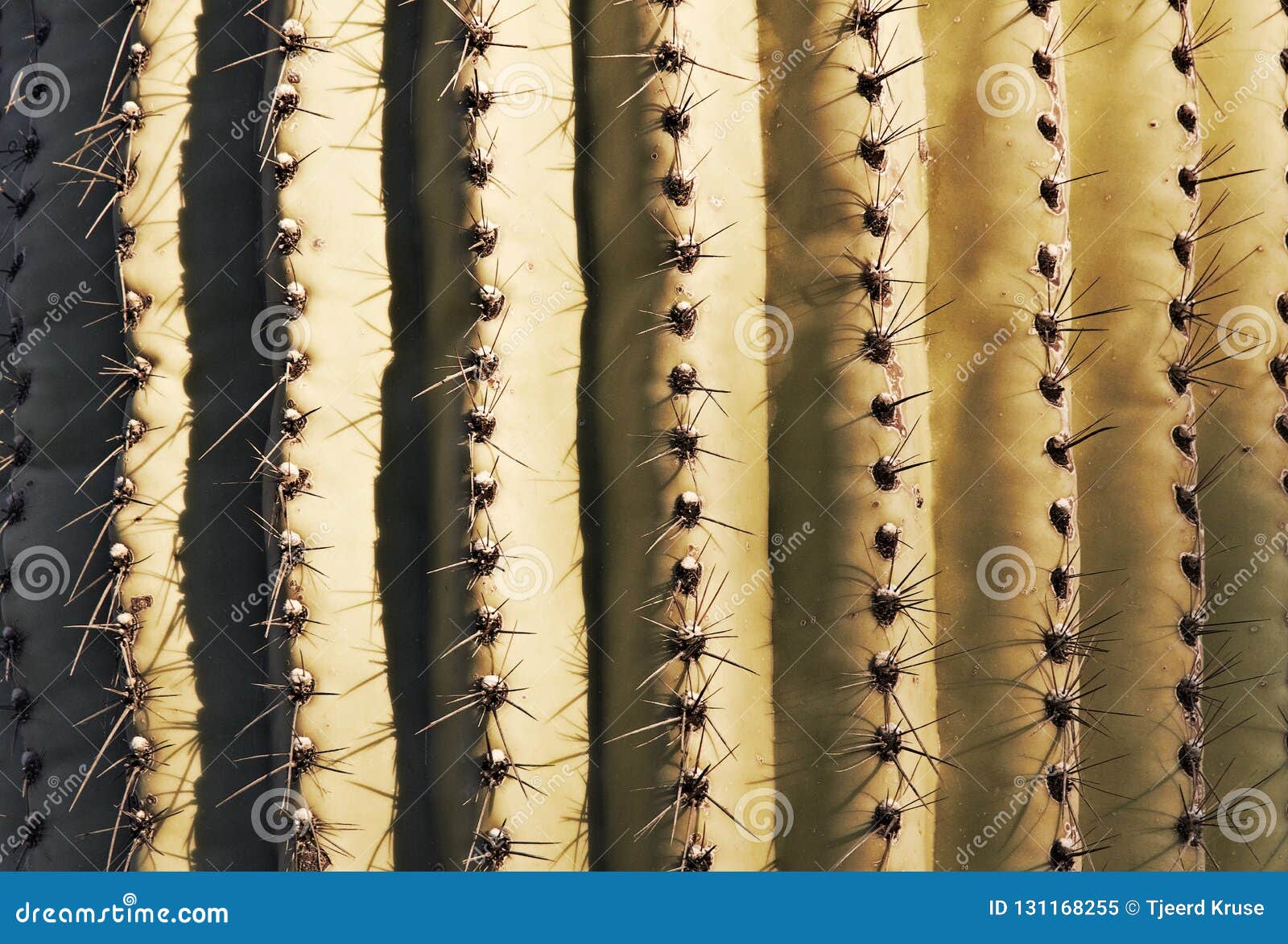 Close-up Cactus. Textures Style Stock Image - Image of orange ...