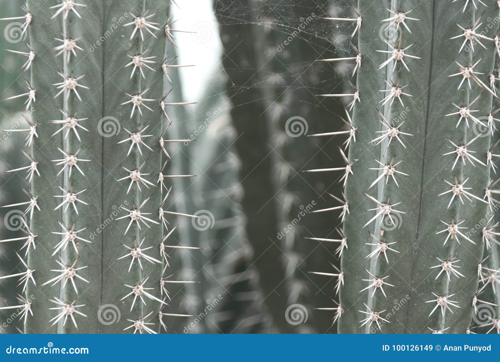 Close Up Cactus with Thorns and Spider Web Stock Image - Image of ...