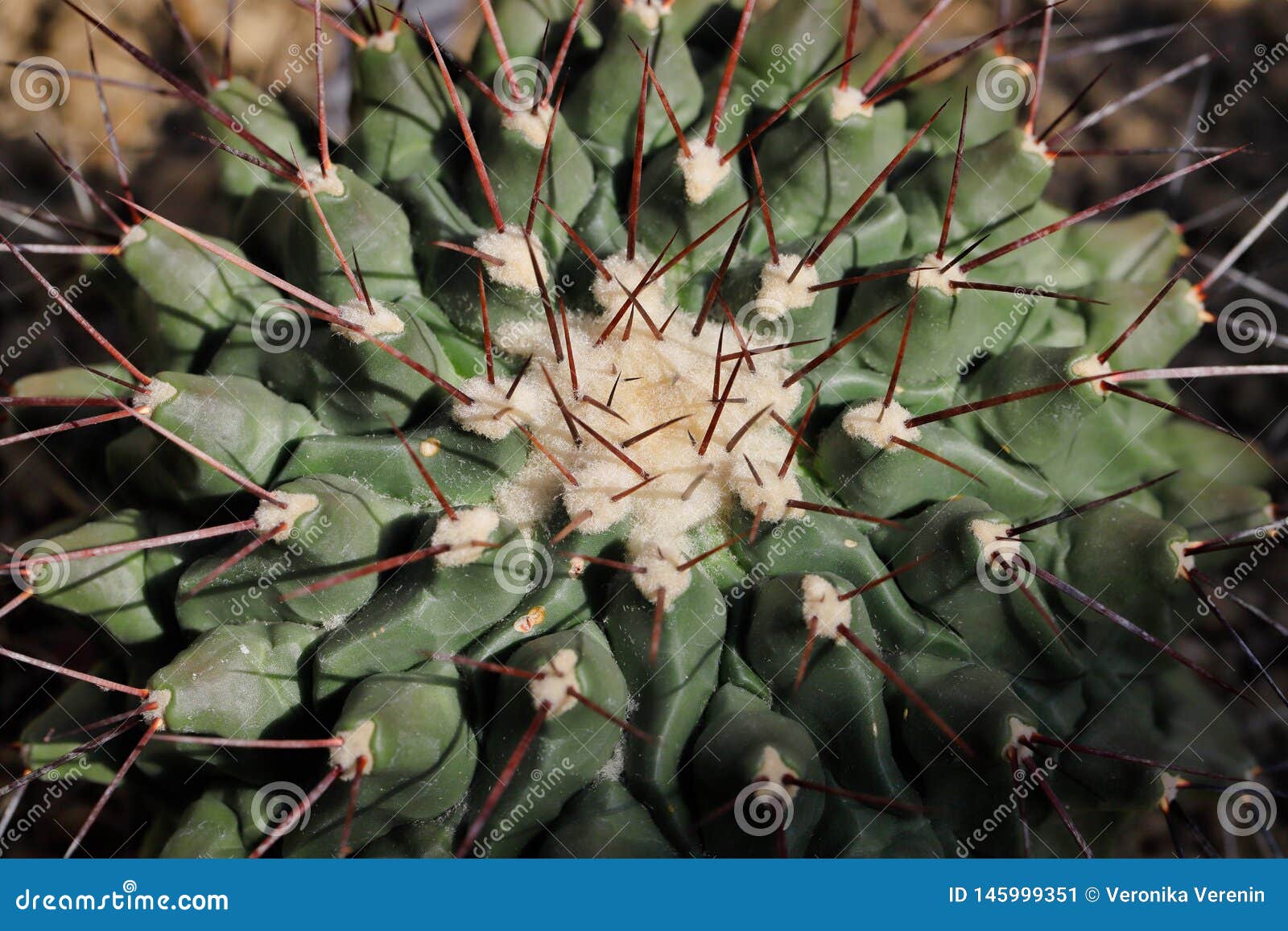Close-up of Cactus Tropical Plant with Sharp Spines Stock Image - Image ...