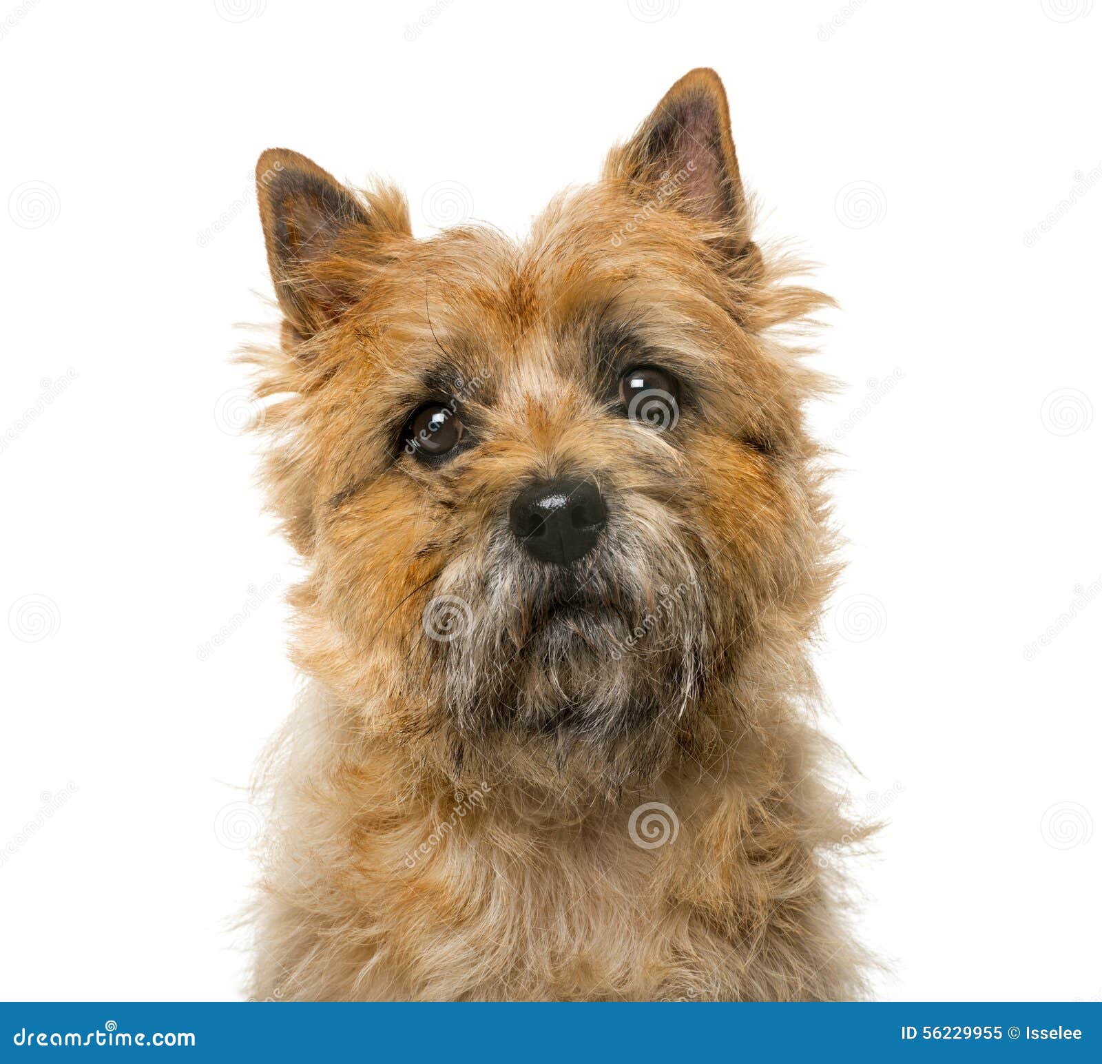 Close-up of a Cairn Terrier in Front of a White Background Stock Image ...