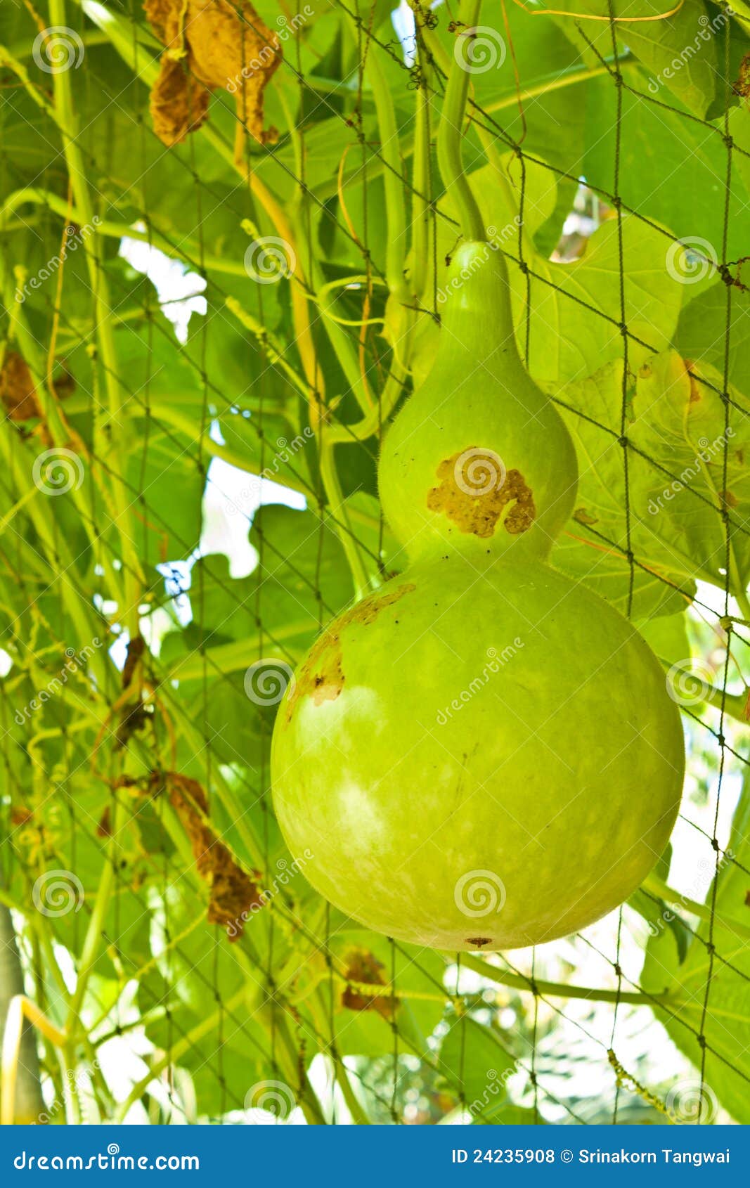 Close Up of the Calabash Vegetable Stock Photo - Image of asian, edible ...
