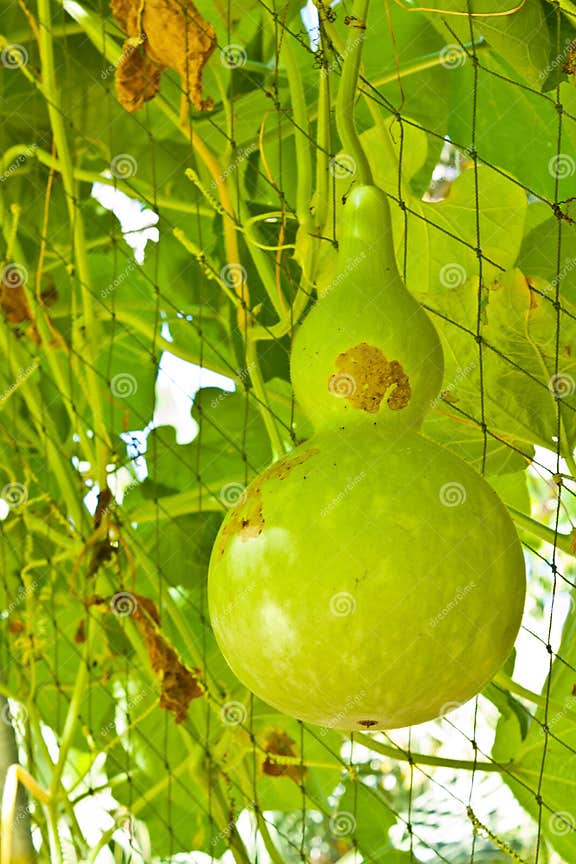 Close Up of the Calabash Vegetable Stock Photo - Image of asian, edible ...