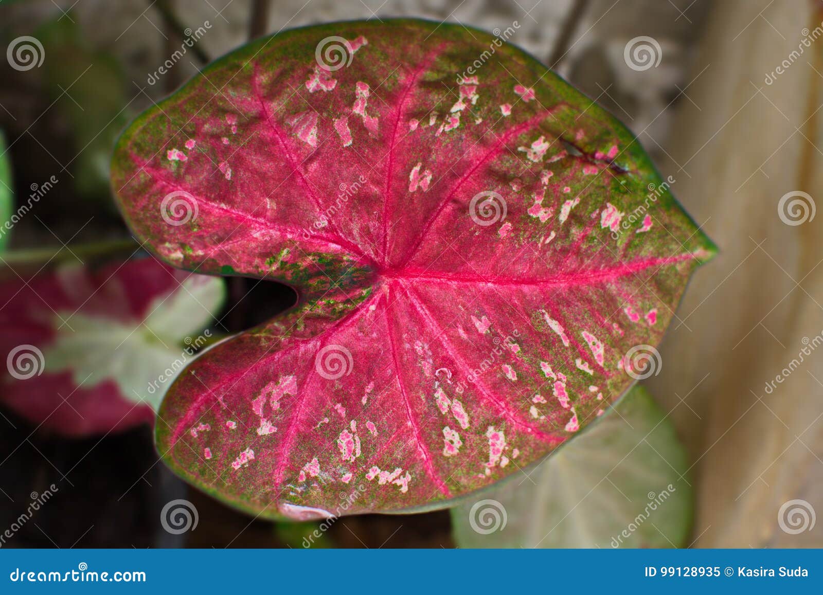 Close Up Caladium Bicolor Plant in Garden. Stock Image - Image of ...