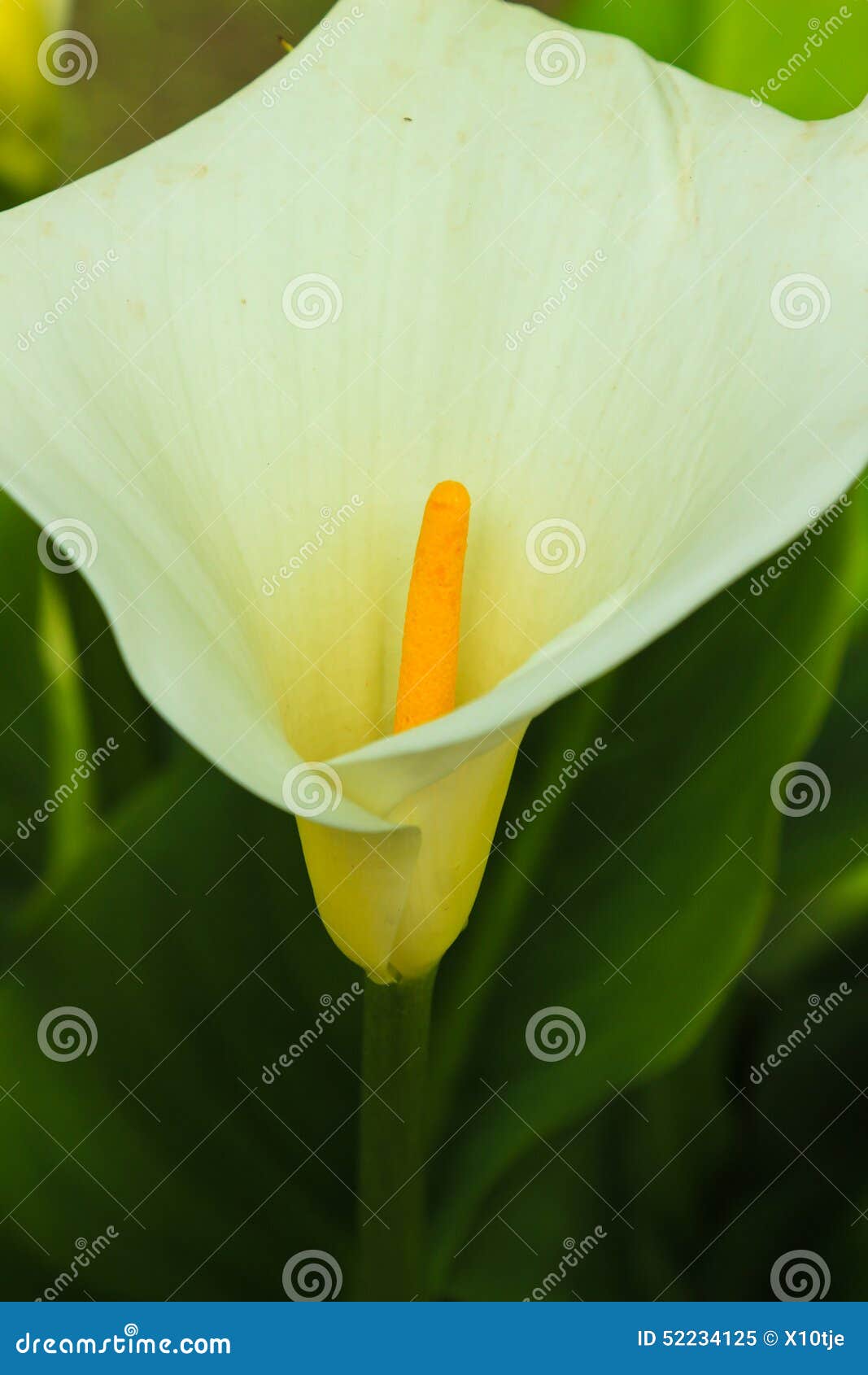 Close up Calas stock image. Image of healthy, lifestyle - 52234125