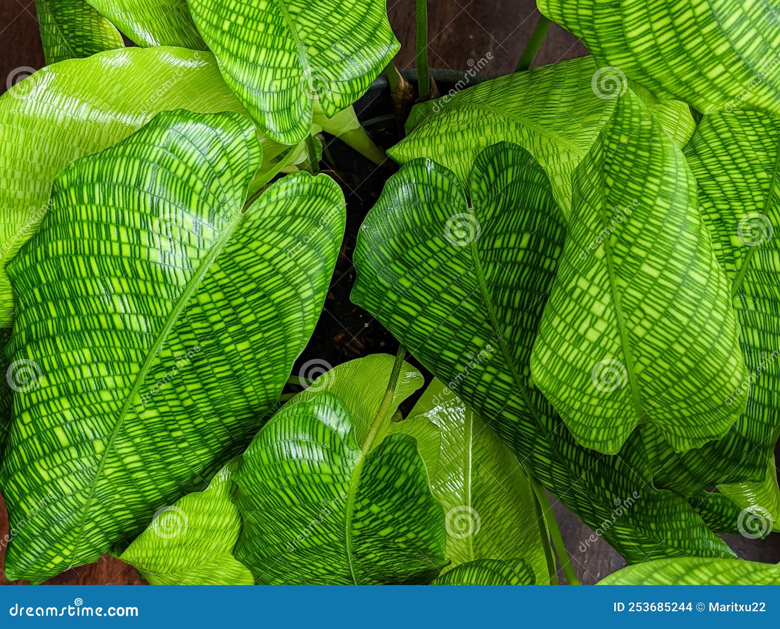 Close Up on a Calathea Musaica "Network" Leaves. Stock Photo - Image of ...