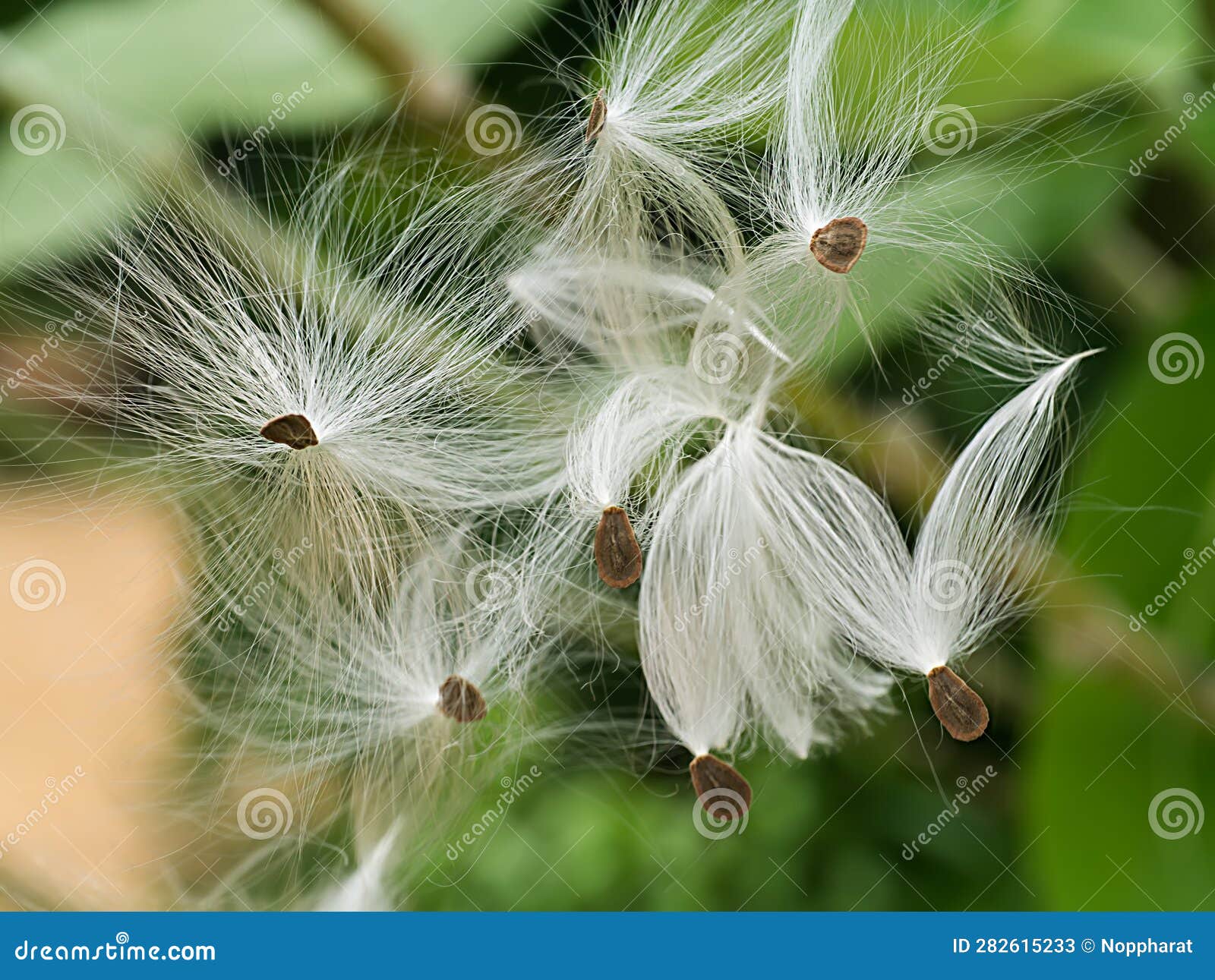 Close Up of Calotropis Gigantea Seeds Stock Image - Image of natural ...