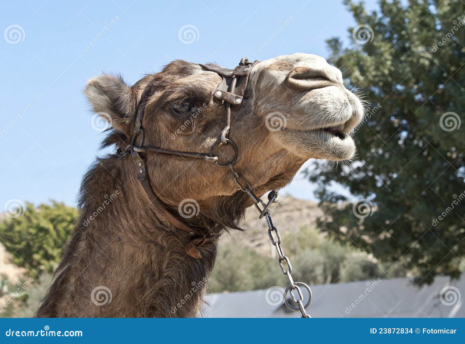 Close up of a Camel stock photo. Image of dromedary, africa - 23872834