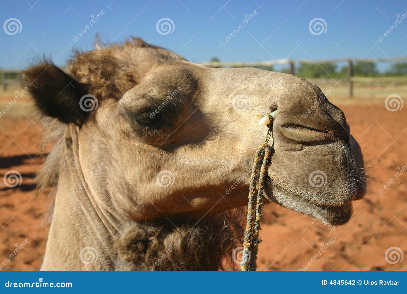 Close up camel stock photo. Image of outback, farm, alice - 4845642