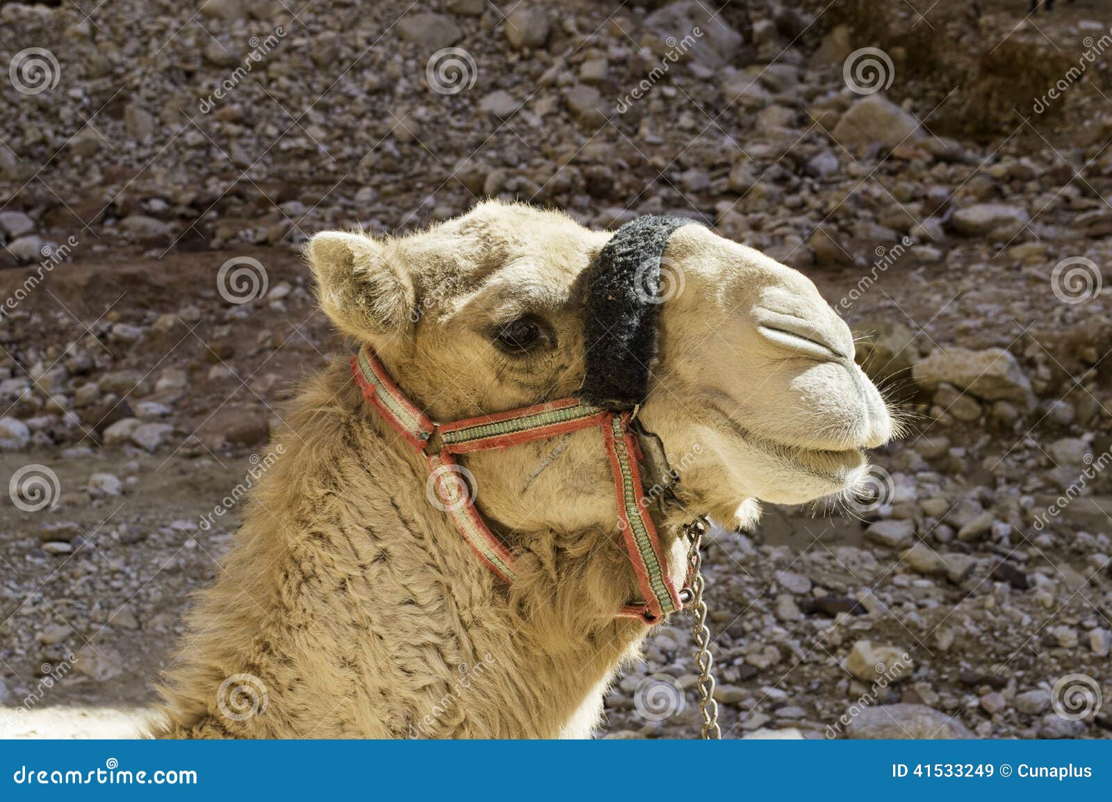 Close up of camel stock image. Image of beauty, closeup - 41533249