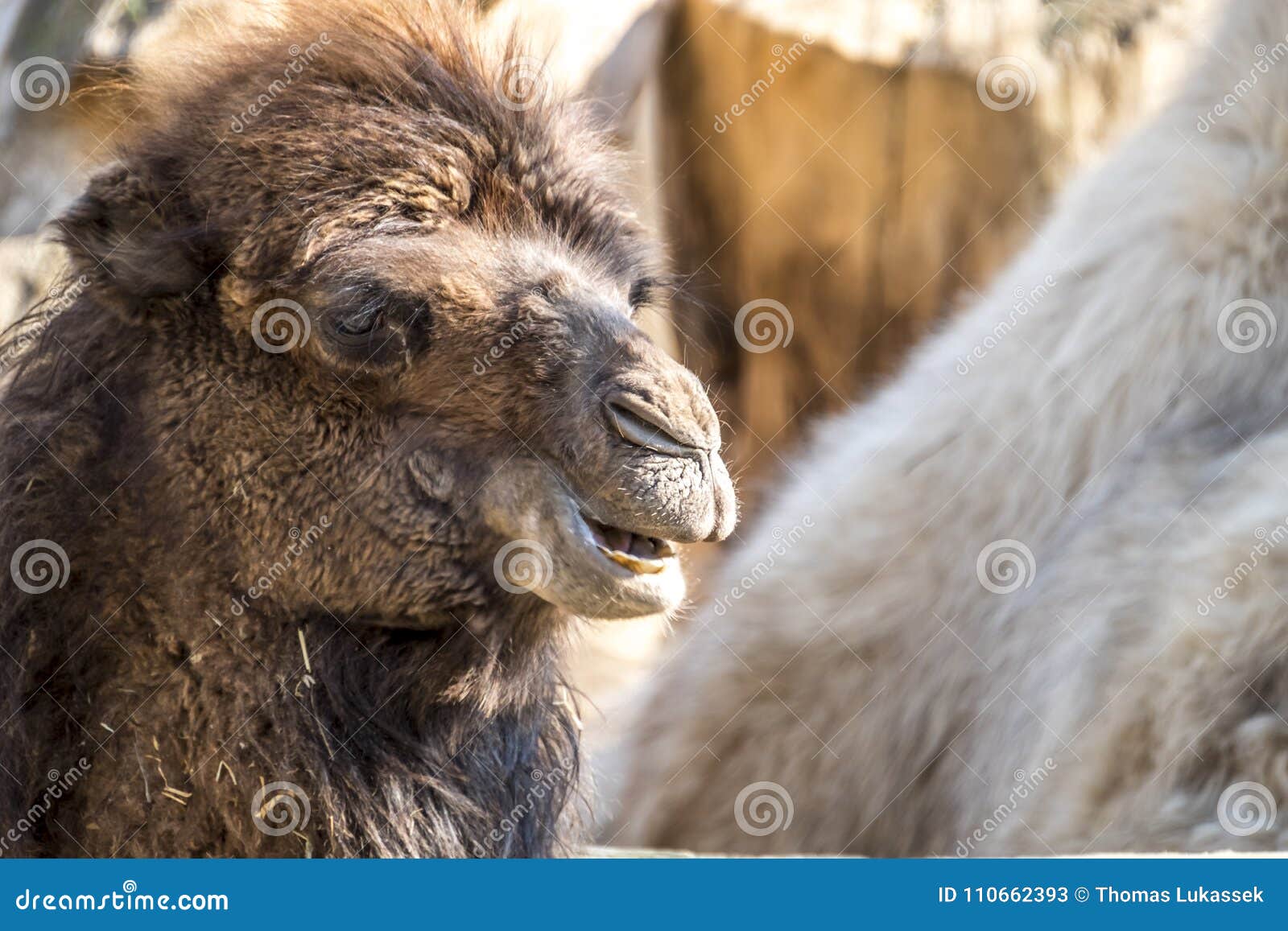 Close Up of a Camel Chewing Stock Image - Image of cute, camelnose ...