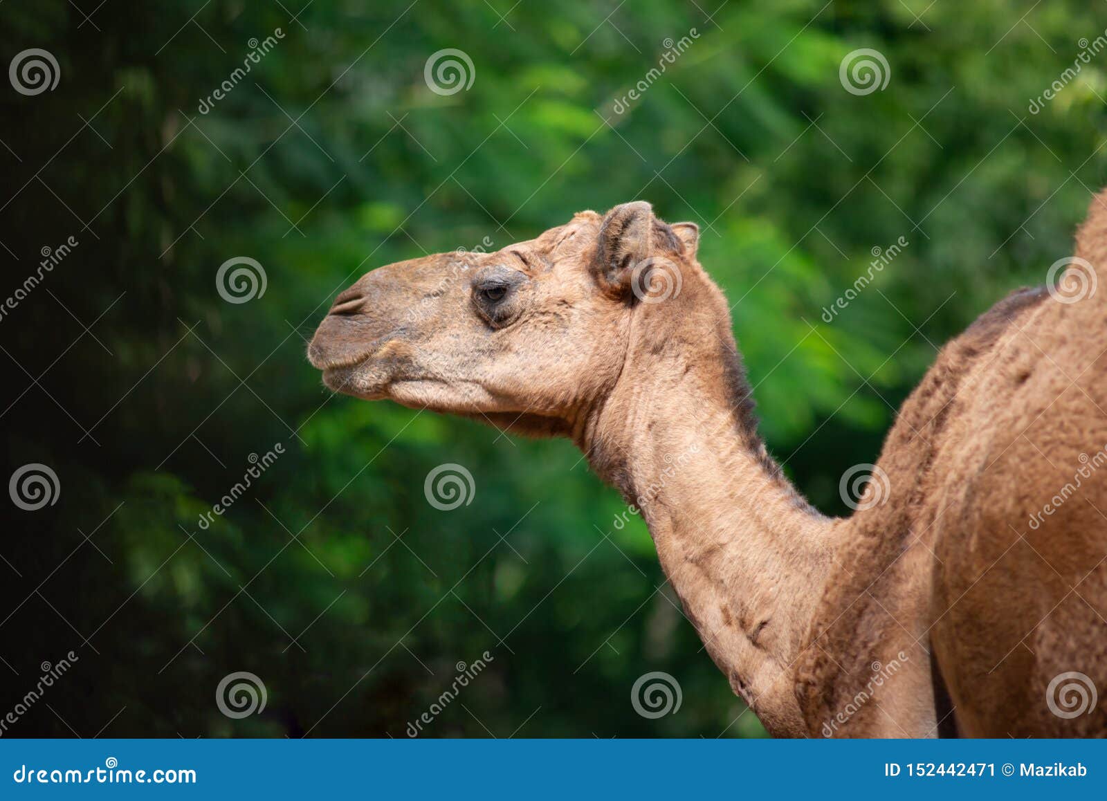 Camel face stock image. Image of funny, food, head, farm - 152442471