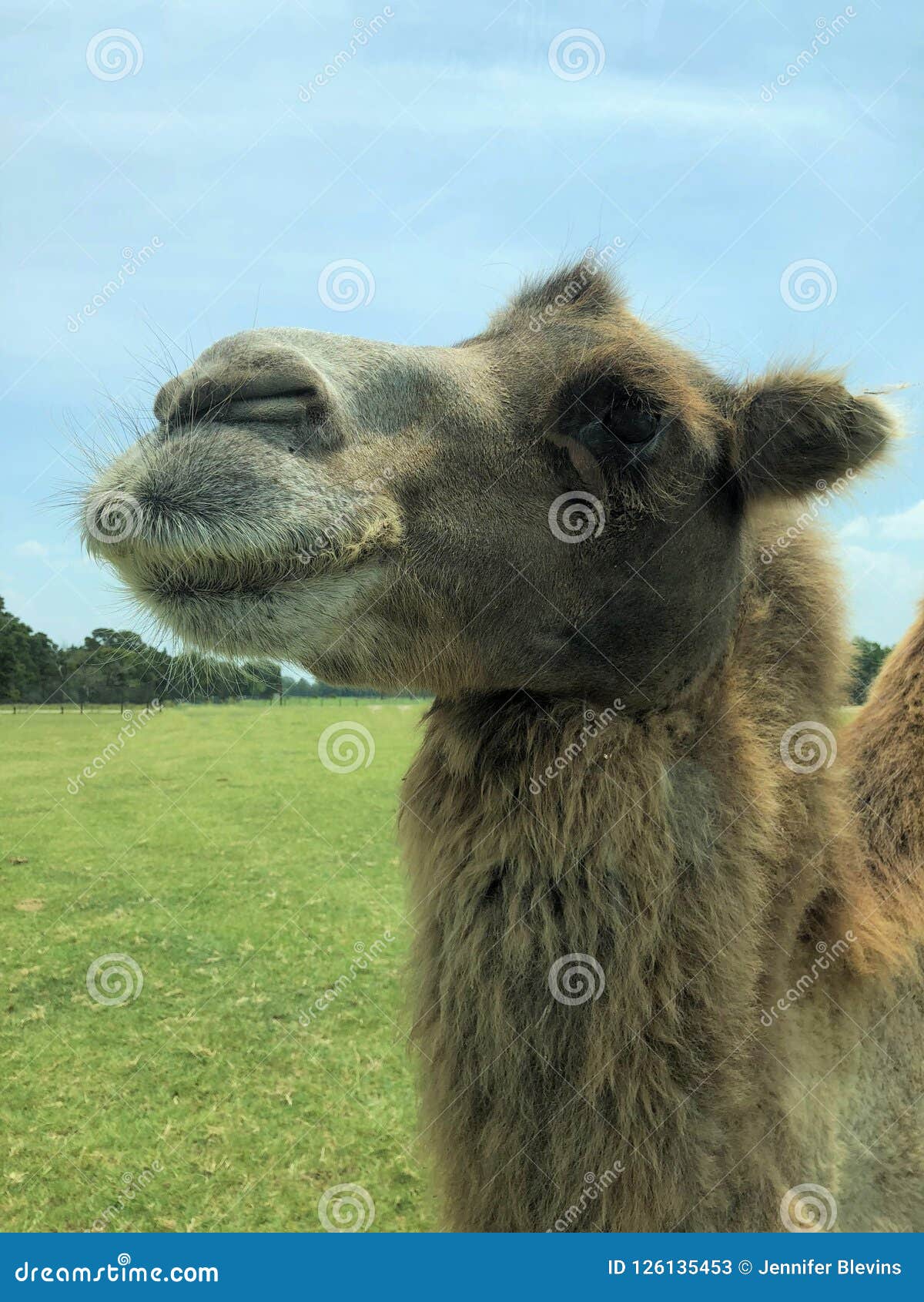 Close up of a camel face stock image. Image of looking - 126135453